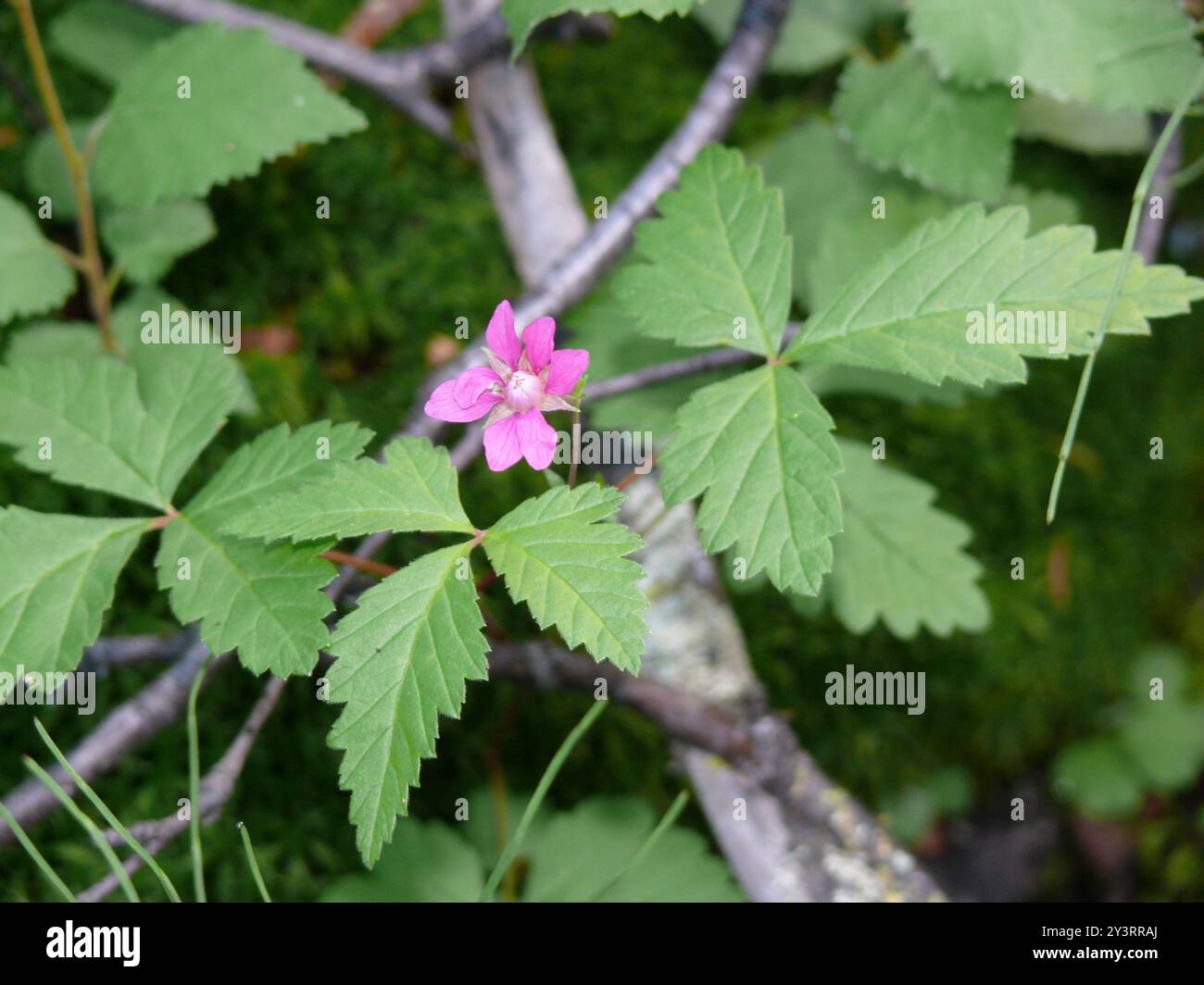 Arctic raspberry (Rubus arcticus) Plantae Stock Photo - Alamy