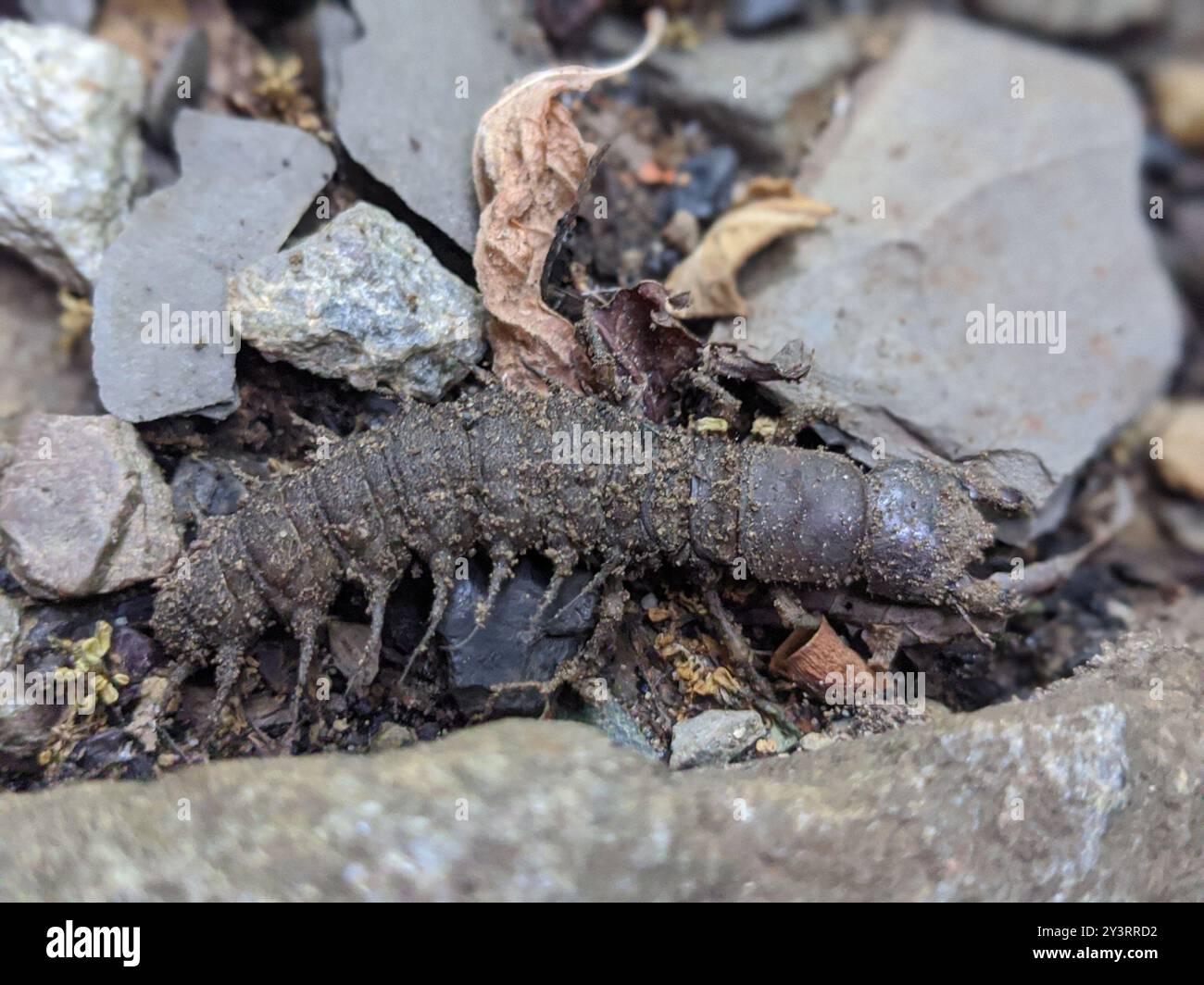 Eastern Dobsonfly (Corydalus cornutus) Insecta Stock Photo - Alamy