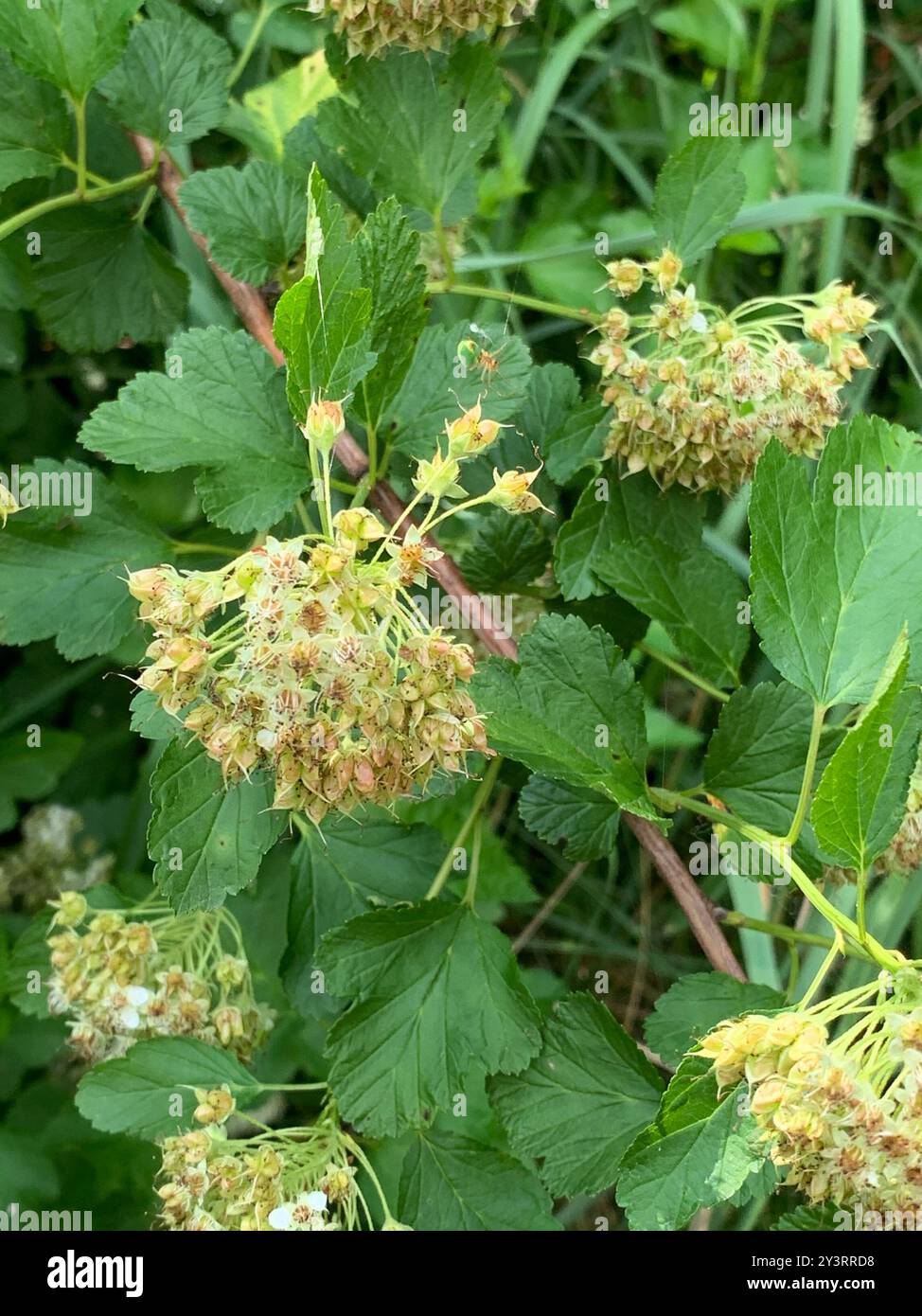 common ninebark (Physocarpus opulifolius) Plantae Stock Photo - Alamy