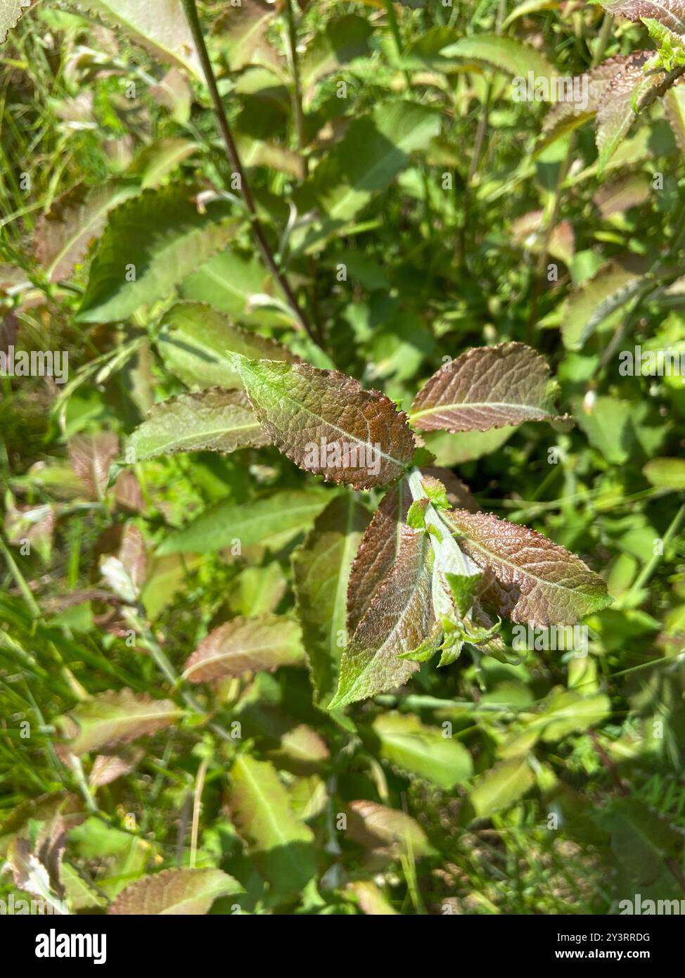 goat willow (Salix caprea) Plantae Stock Photo - Alamy