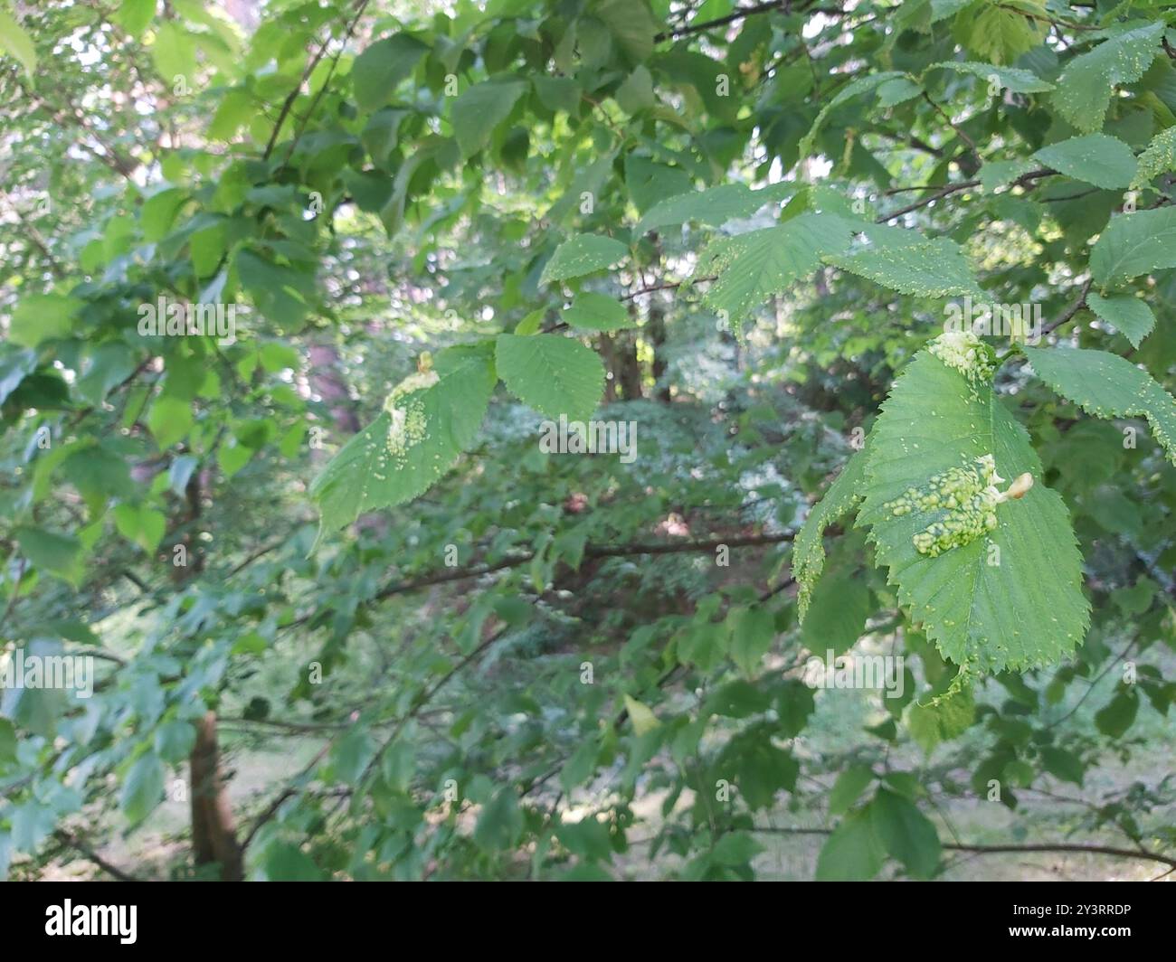 Elm Sack Gall Aphid (Tetraneura ulmi) Insecta Stock Photo - Alamy