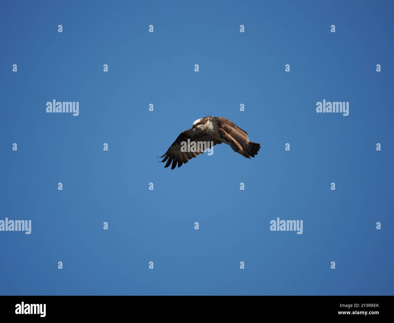 King pandion hi-res stock photography and images - Alamy