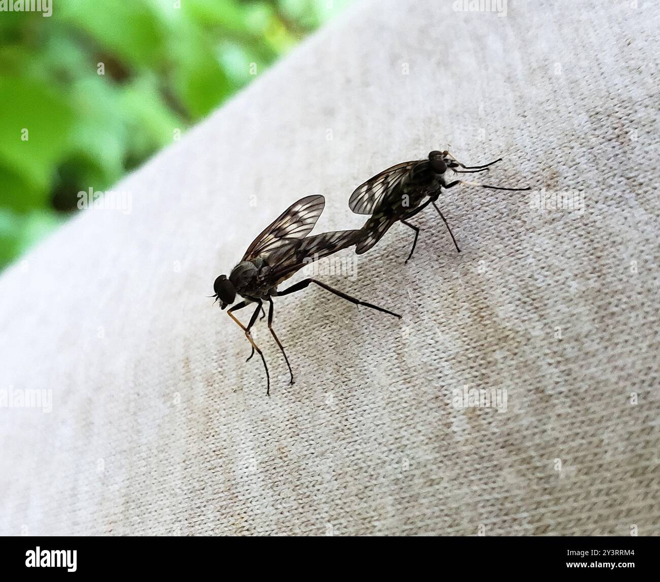Common Snipe Fly (Rhagio mystaceus) Insecta Stock Photo - Alamy