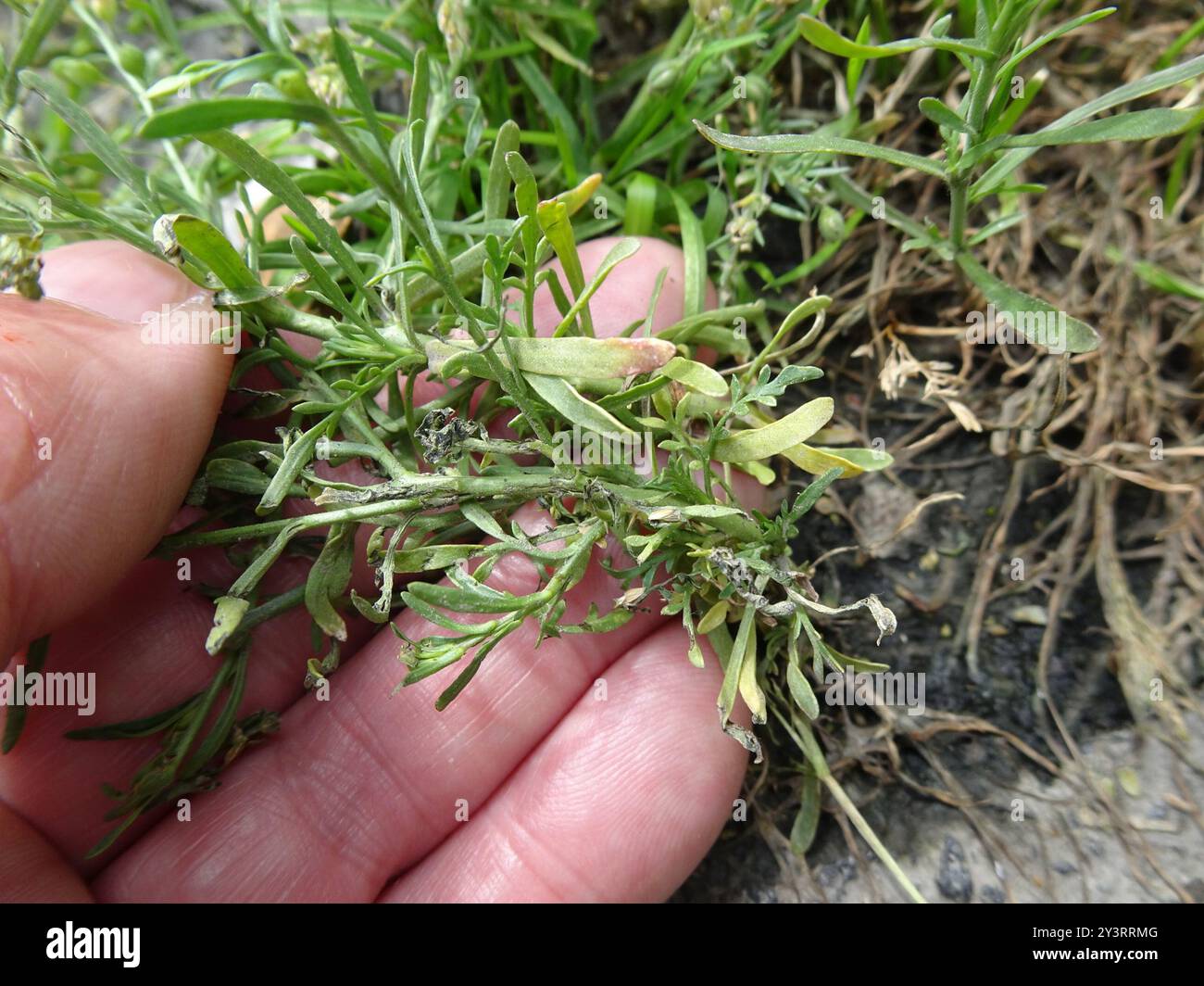 Narrow-leaved Pepperwort (Lepidium ruderale) Plantae Stock Photo - Alamy