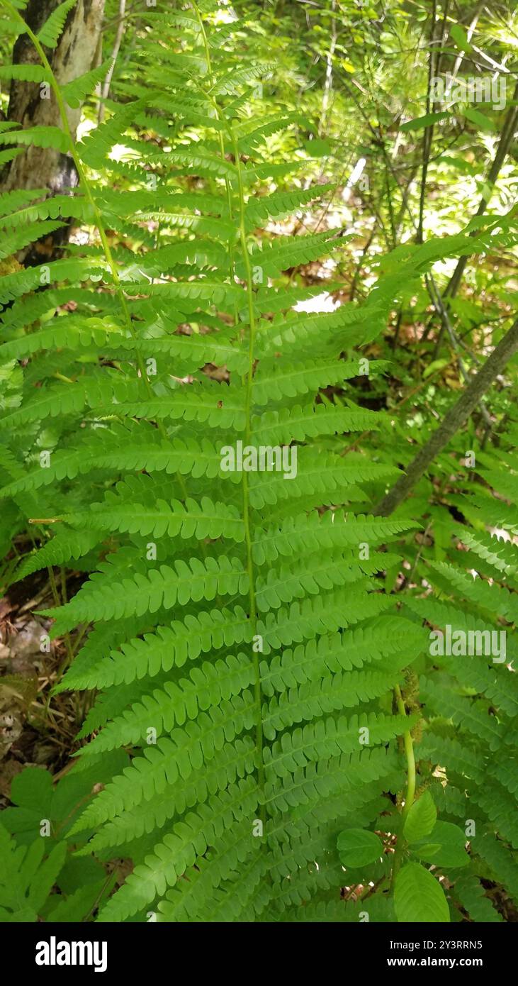 cinnamon fern (Osmundastrum cinnamomeum) Plantae Stock Photo - Alamy
