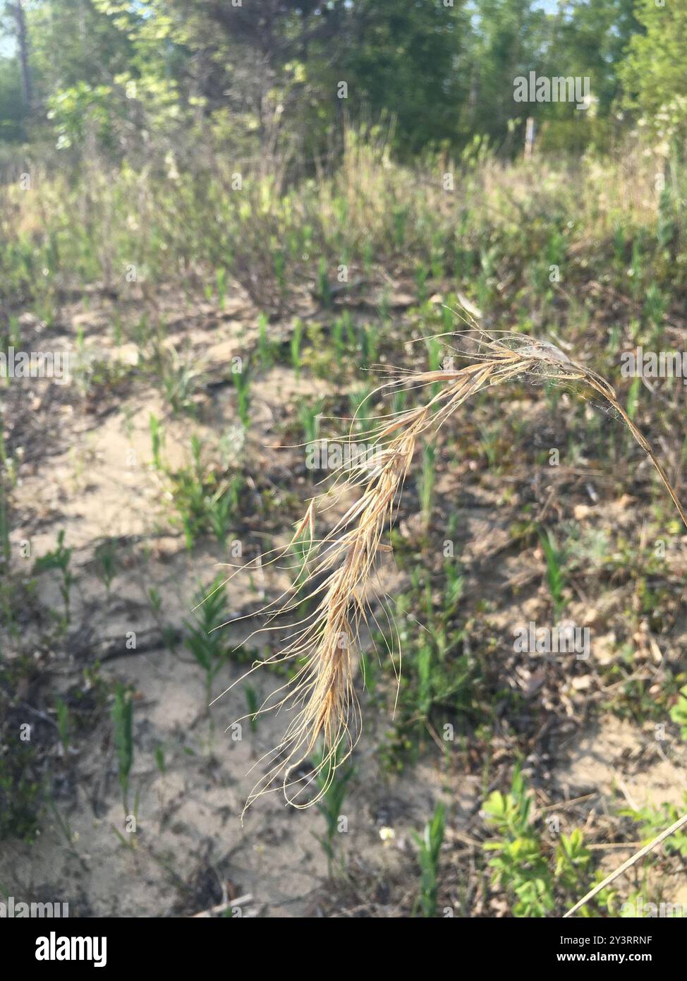 Canada wild rye (Elymus canadensis) Plantae Stock Photo - Alamy
