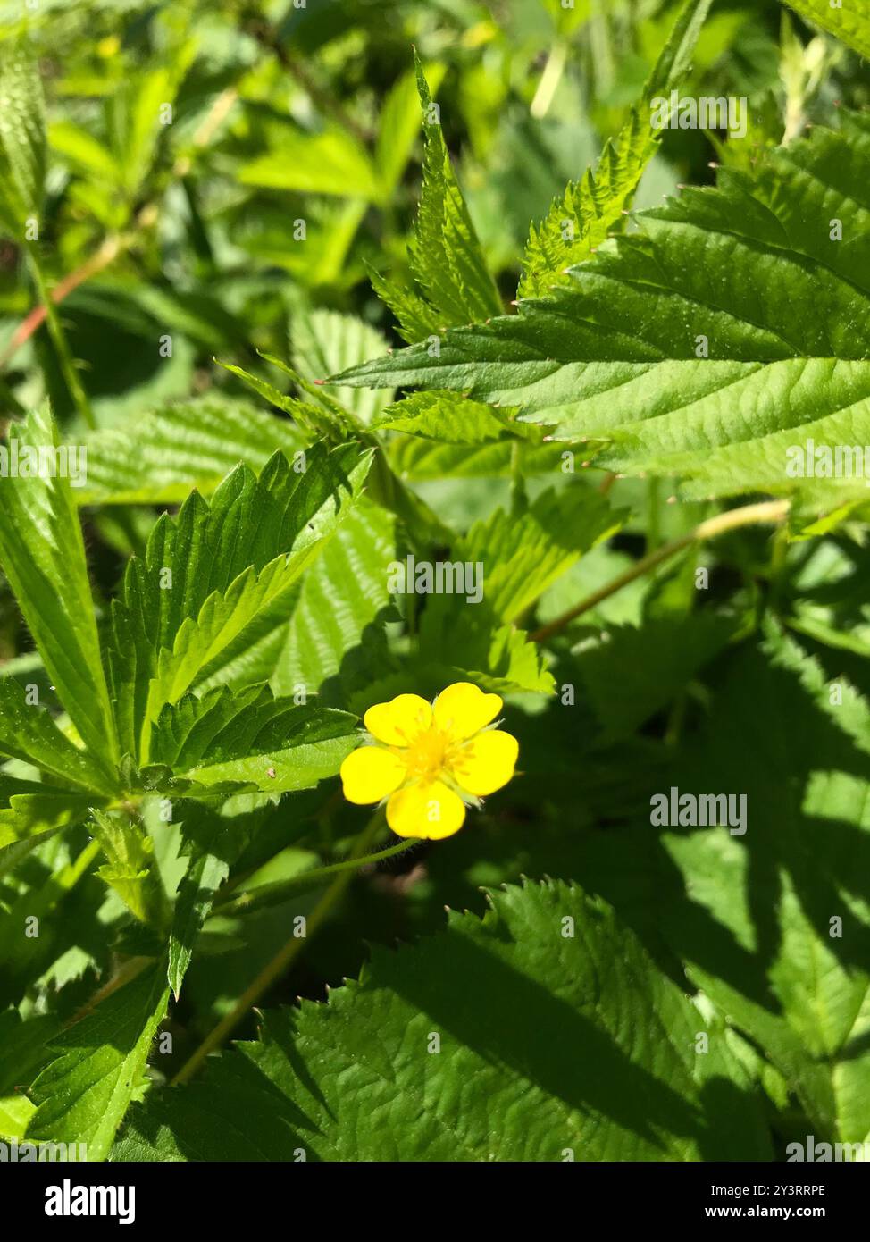 common cinquefoil (Potentilla simplex) Plantae Stock Photo - Alamy