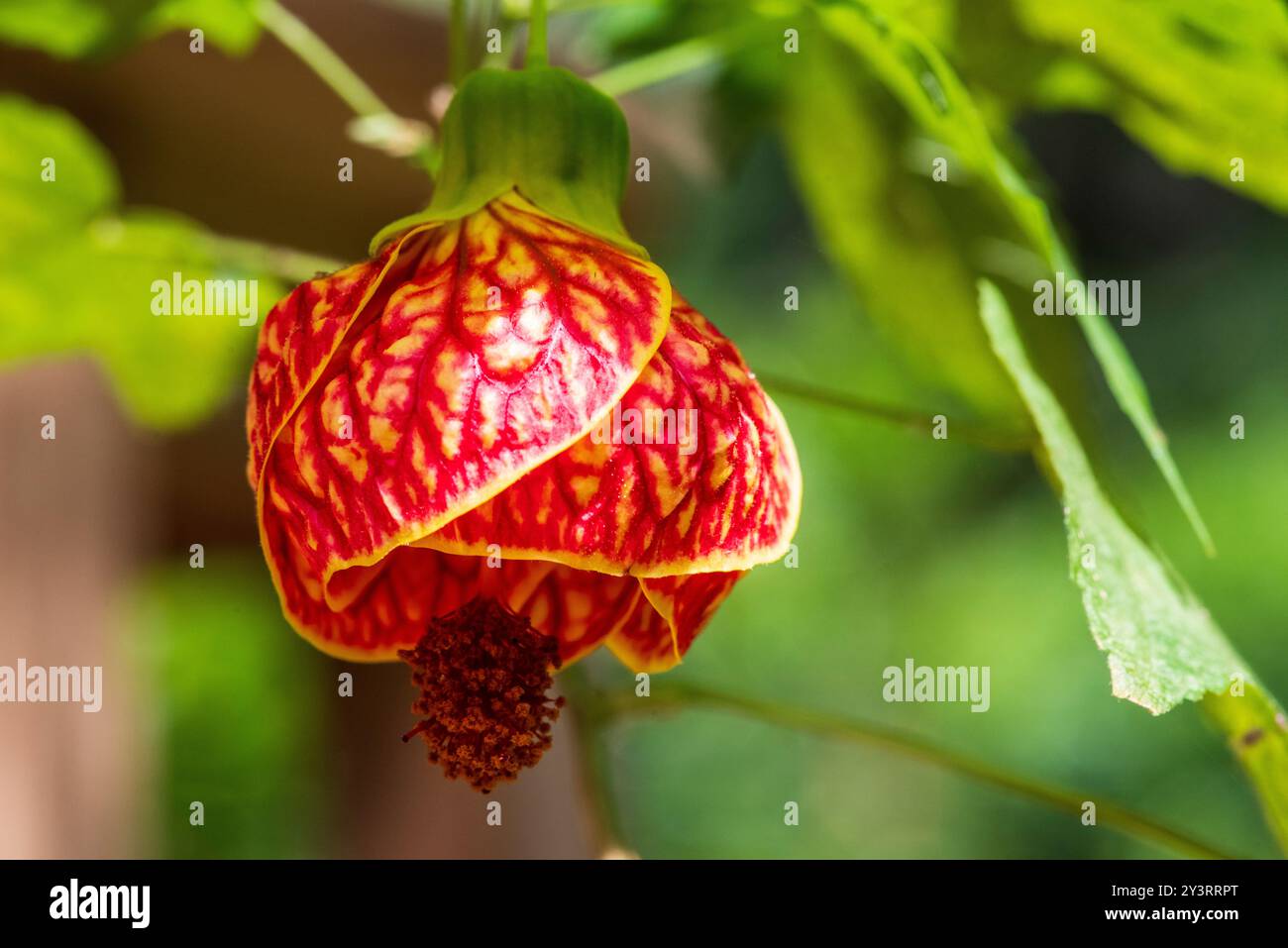 abutilon pictum flower Stock Photo - Alamy