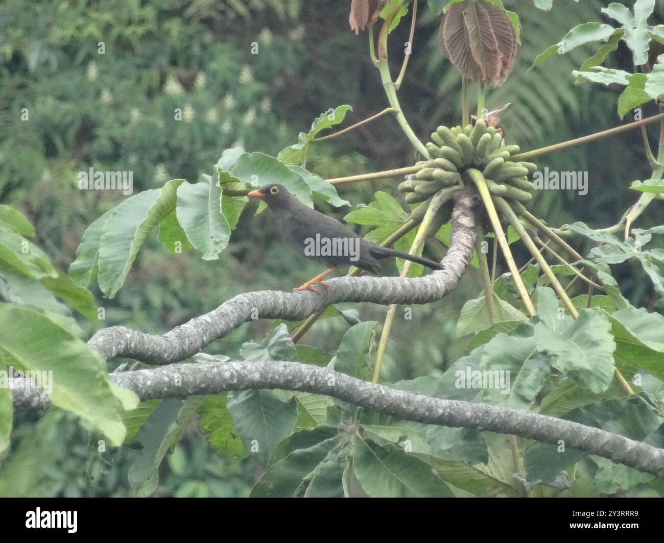 Great Thrush (Turdus fuscater) Aves Stock Photo - Alamy