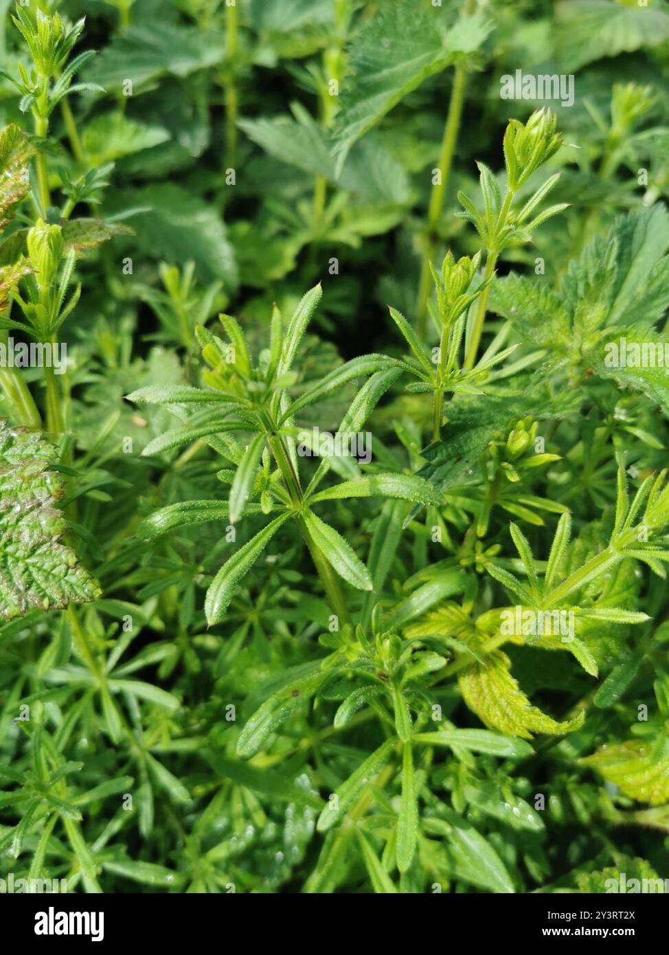 catchweed bedstraw (Galium aparine) Plantae Stock Photo - Alamy