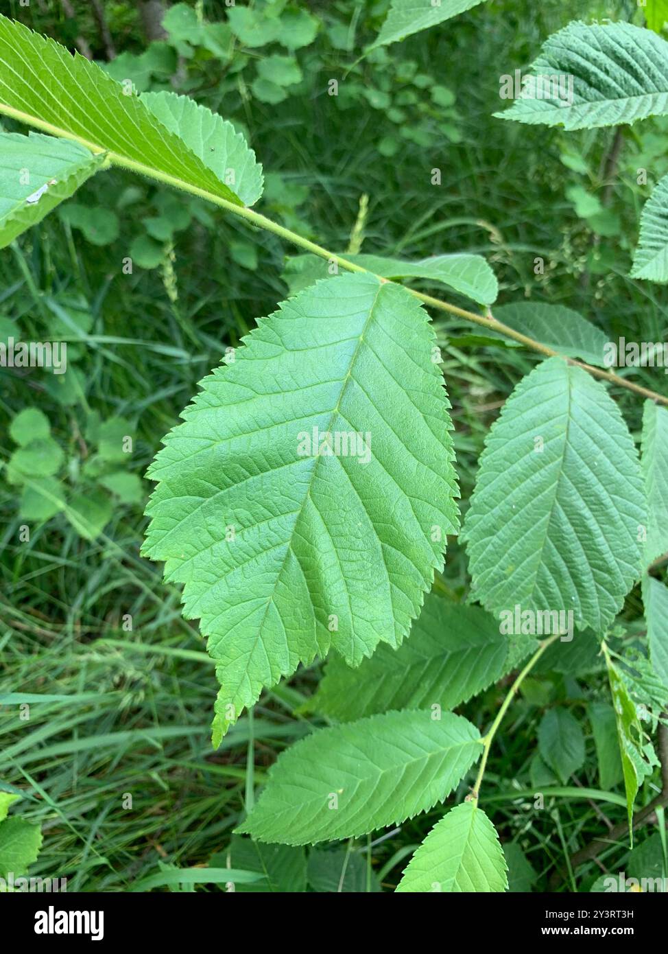 Wych Elm (Ulmus glabra) Plantae Stock Photo - Alamy