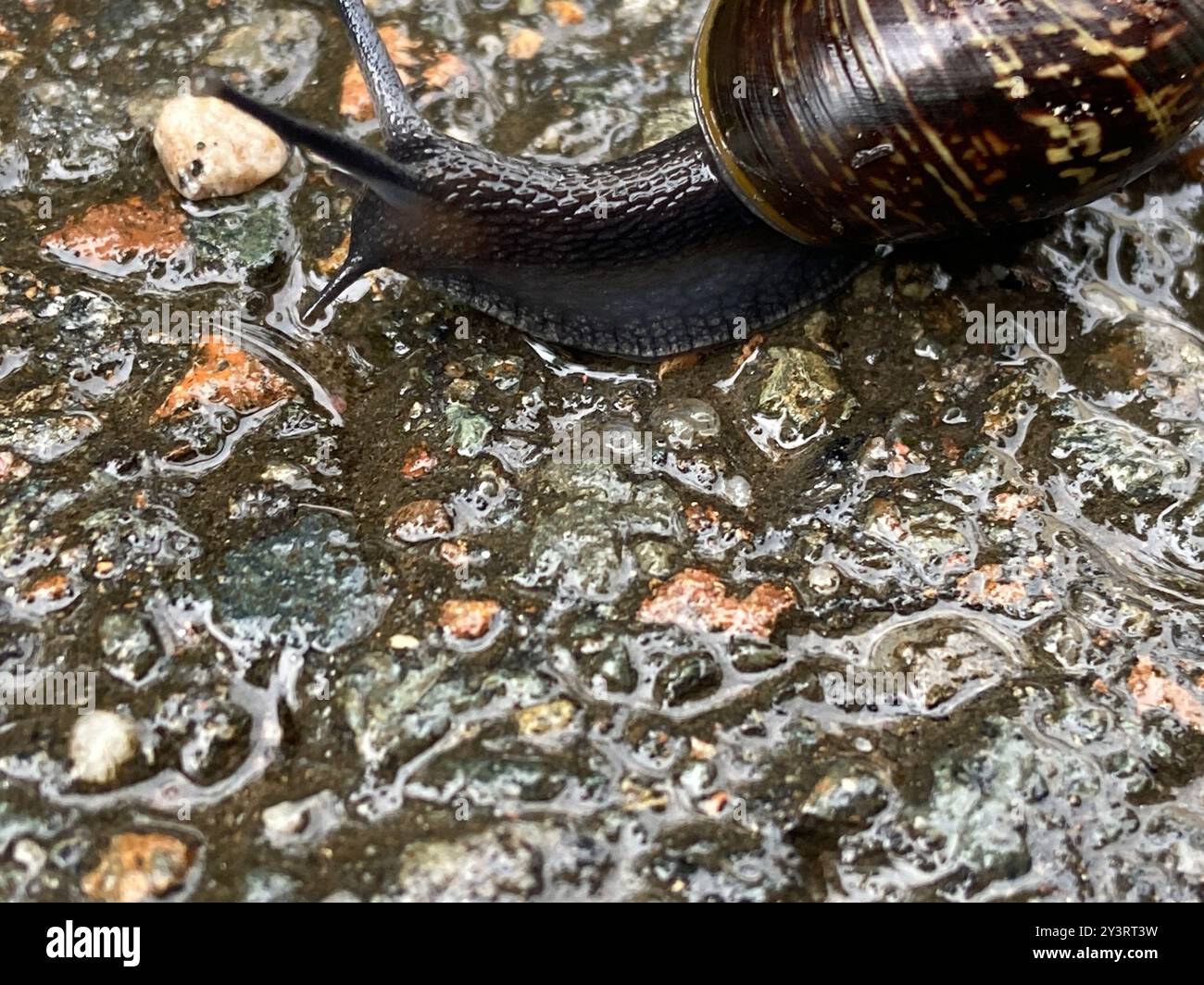 Copse Snail (Arianta arbustorum) Mollusca Stock Photo - Alamy