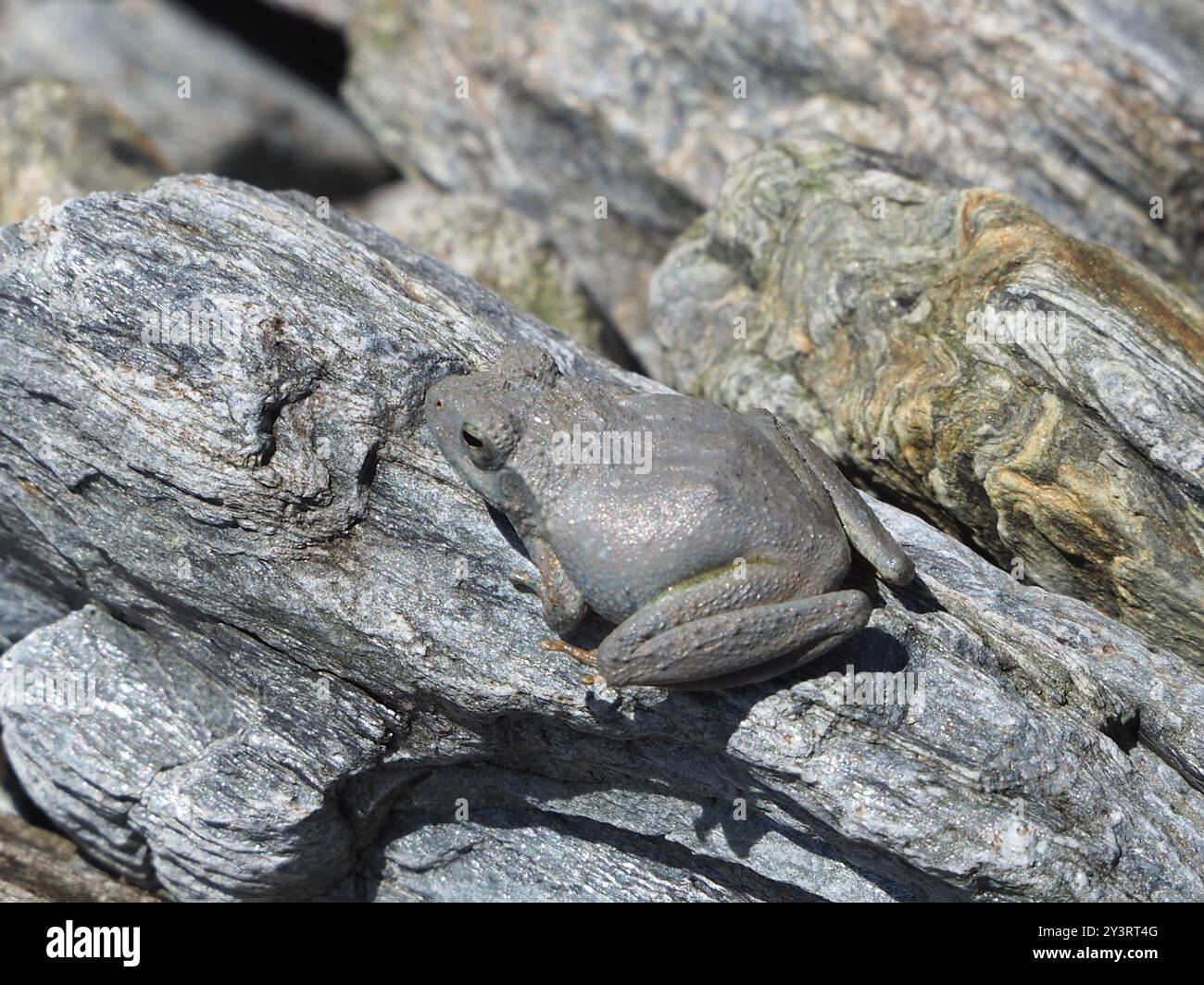 Ota's stream tree frog (Buergeria otai) Amphibia Stock Photo - Alamy