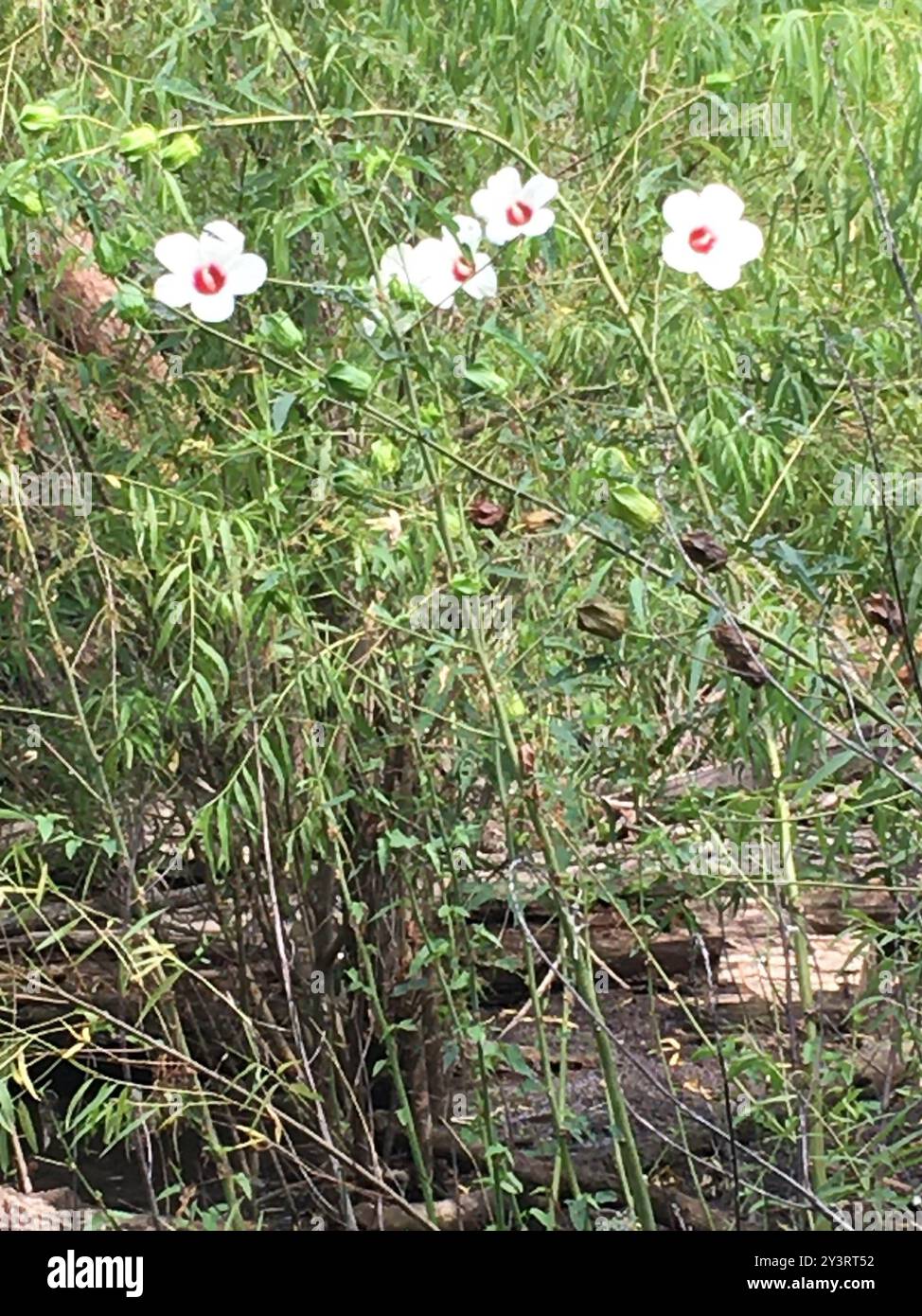 Halberd-leaf Rosemallow (Hibiscus laevis) Plantae Stock Photo - Alamy