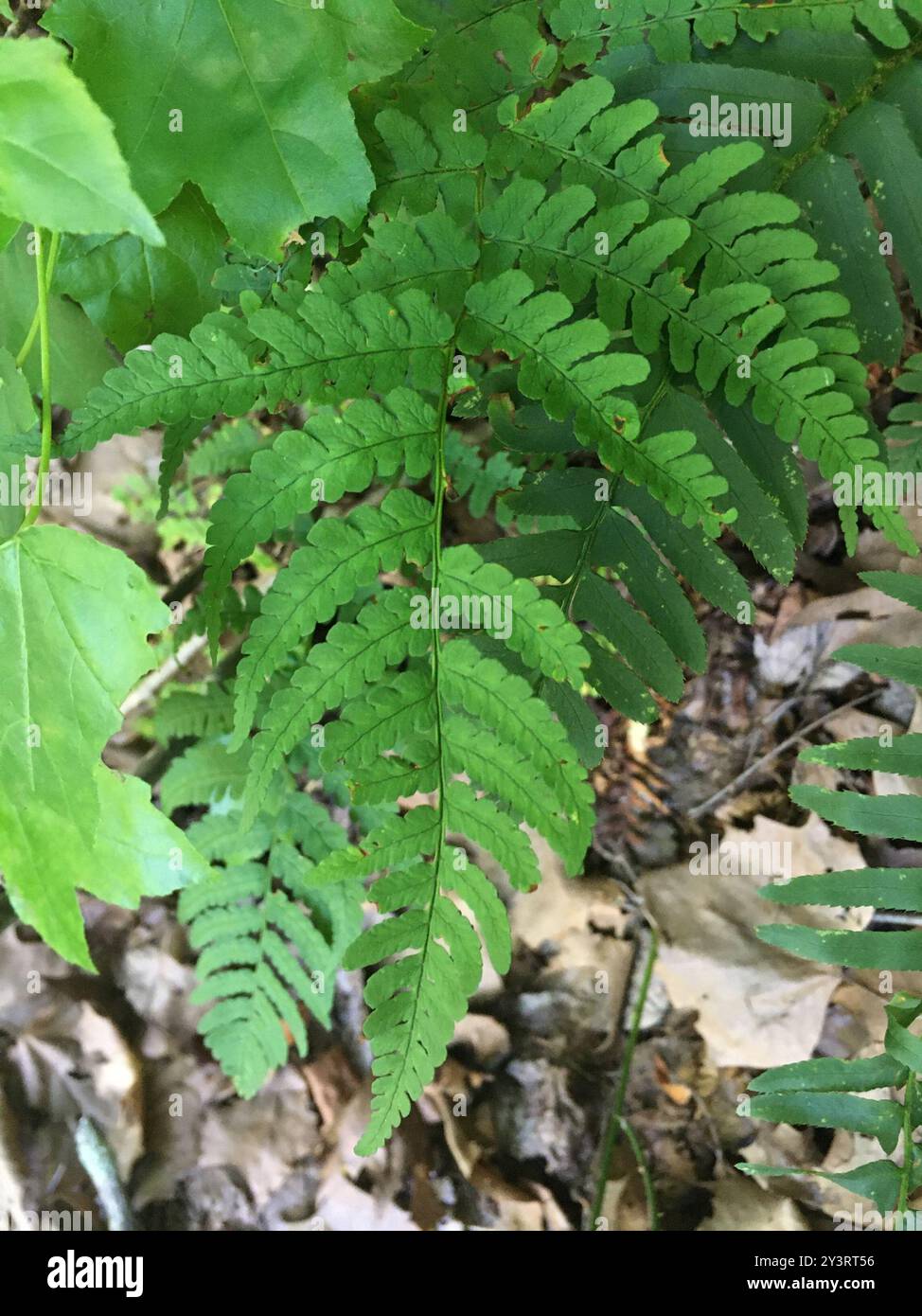 marginal wood fern (Dryopteris marginalis) Plantae Stock Photo - Alamy