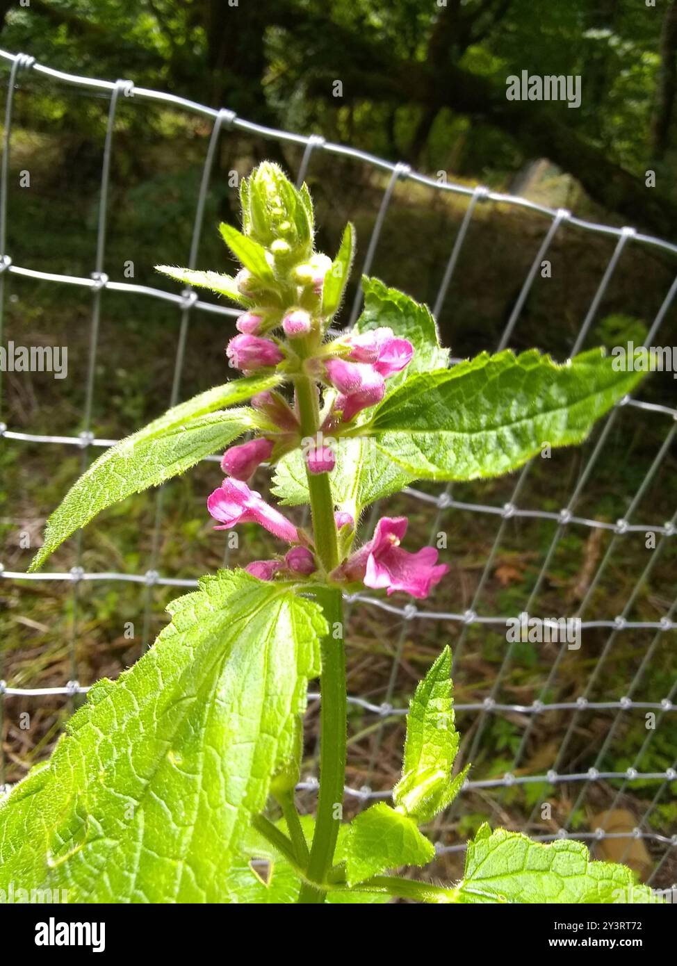 Coastal Hedge-nettle (Stachys chamissonis) Plantae Stock Photo - Alamy