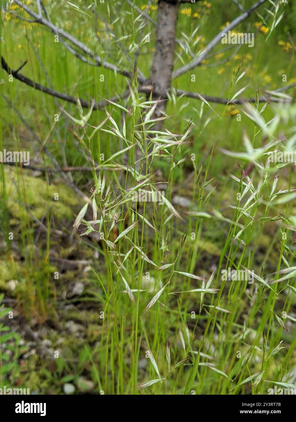 grasses (Poaceae) Plantae Stock Photo - Alamy