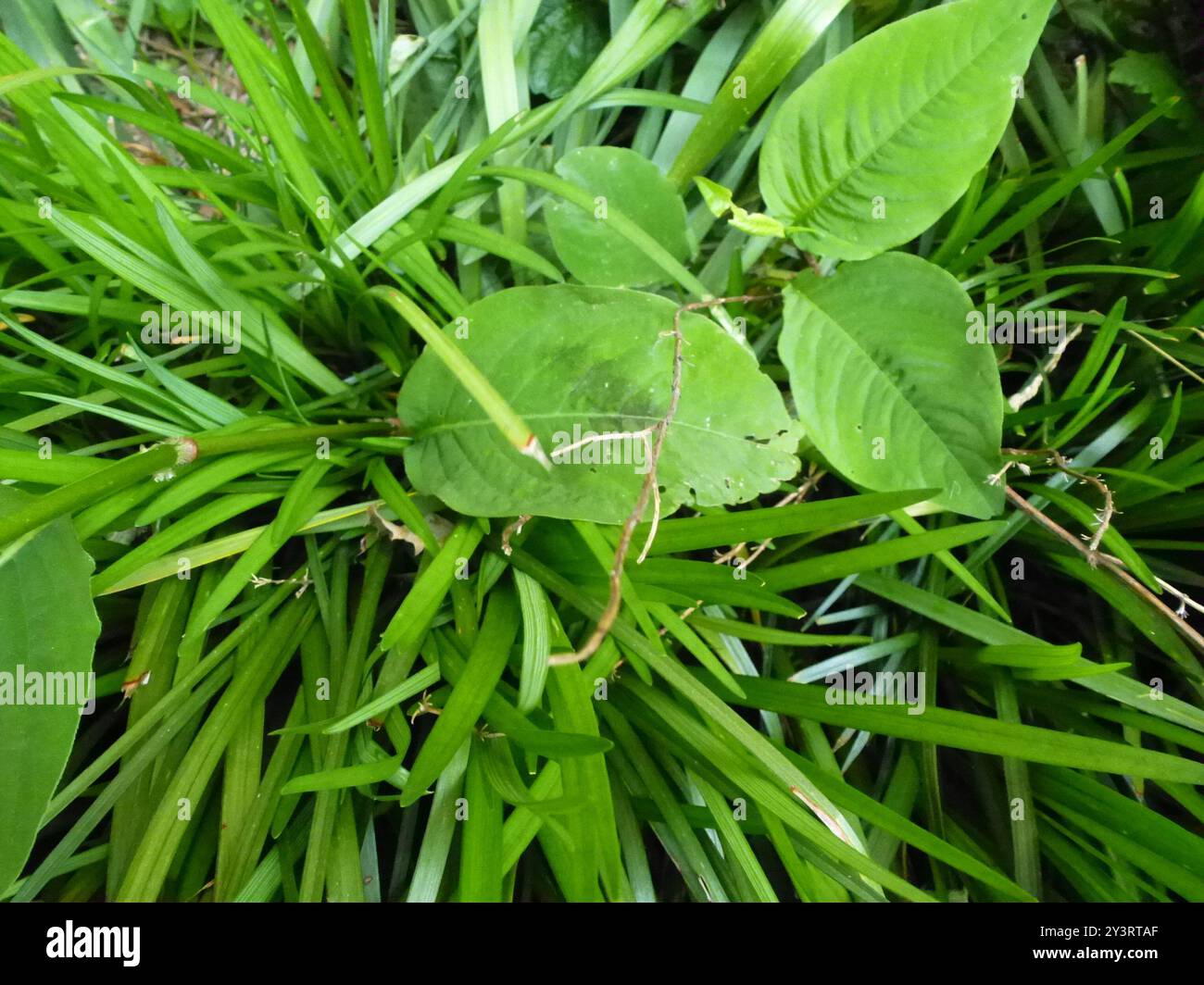 American jumpseed (Persicaria virginiana) Plantae Stock Photo - Alamy