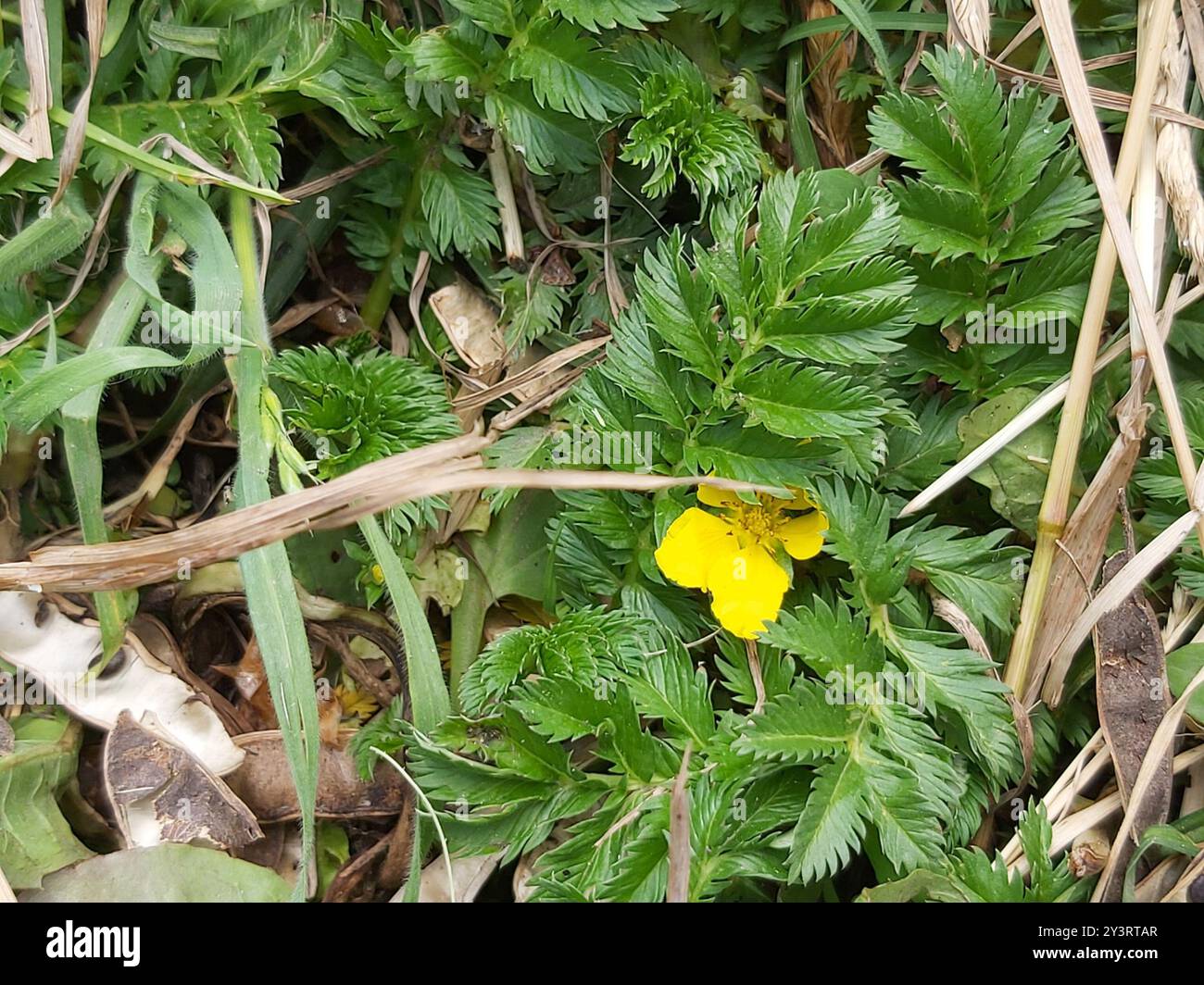 common silverweed (Argentina anserina) Plantae Stock Photo - Alamy