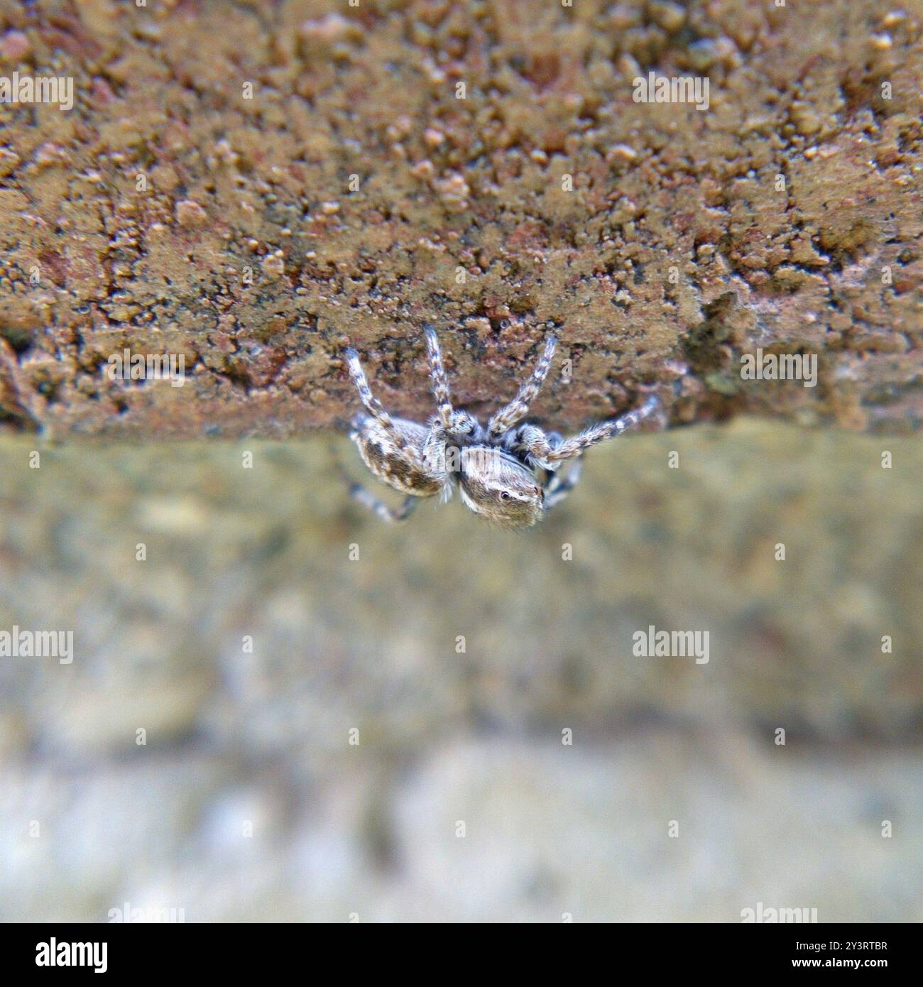 (Attulus ammophilus) Arachnida Stock Photo - Alamy