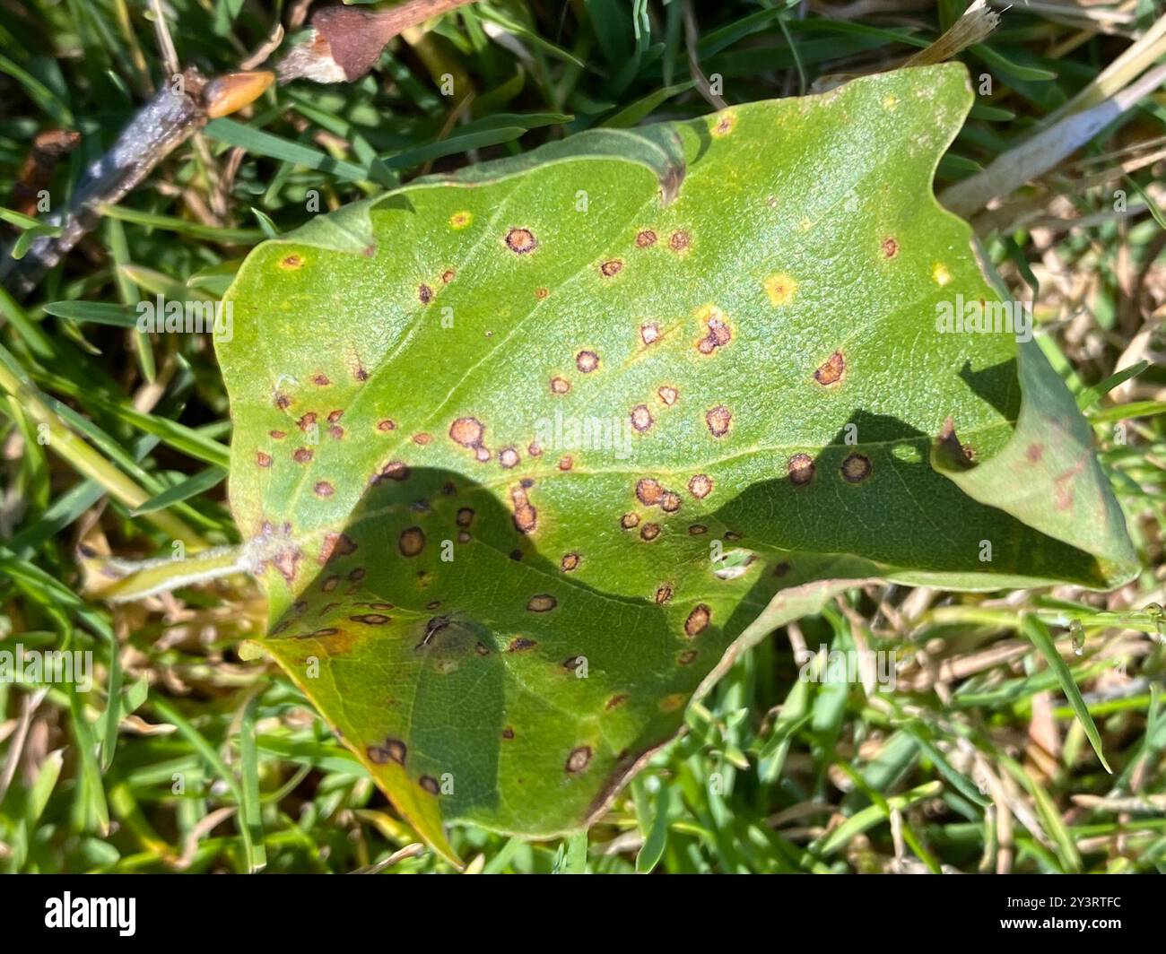 rust fungi (Pucciniales) Fungi Stock Photo - Alamy