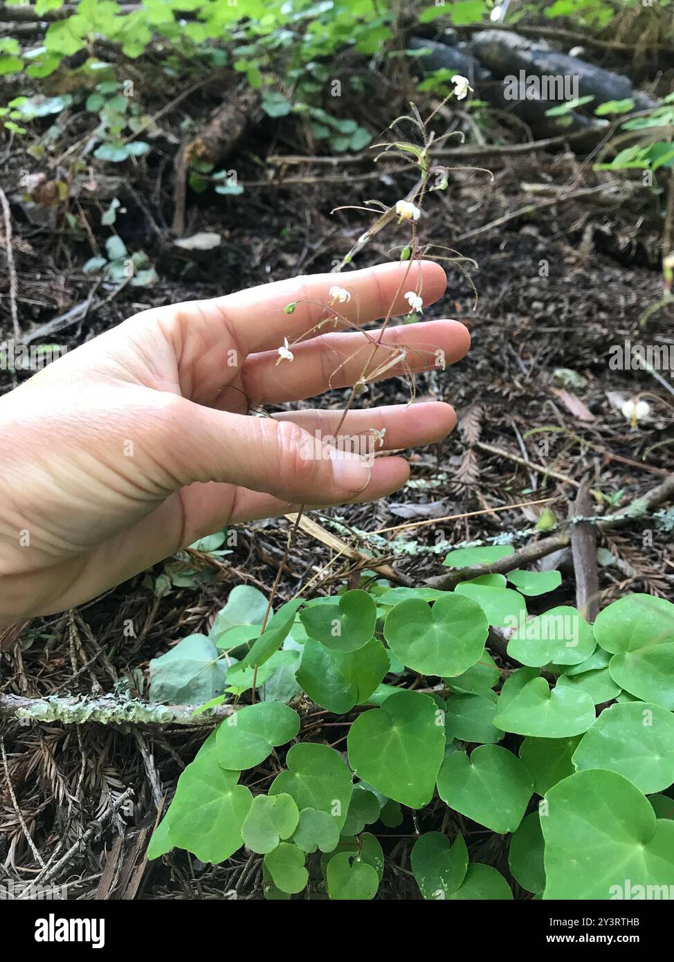 redwood inside-out flower (Vancouveria planipetala) Plantae Stock Photo ...