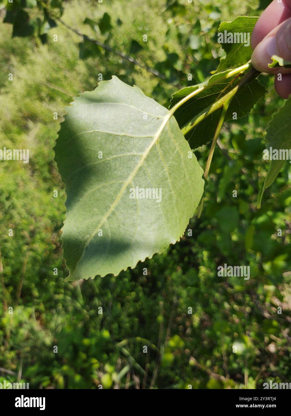 Eastern Cottonwood (Populus deltoides) Plantae Stock Photo - Alamy