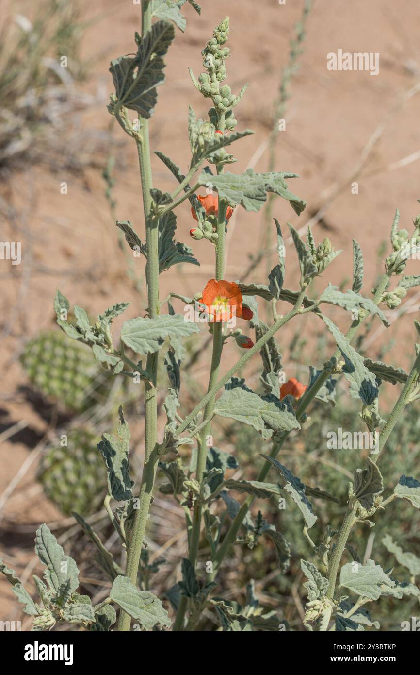 gray globemallow (Sphaeralcea incana) Plantae Stock Photo - Alamy