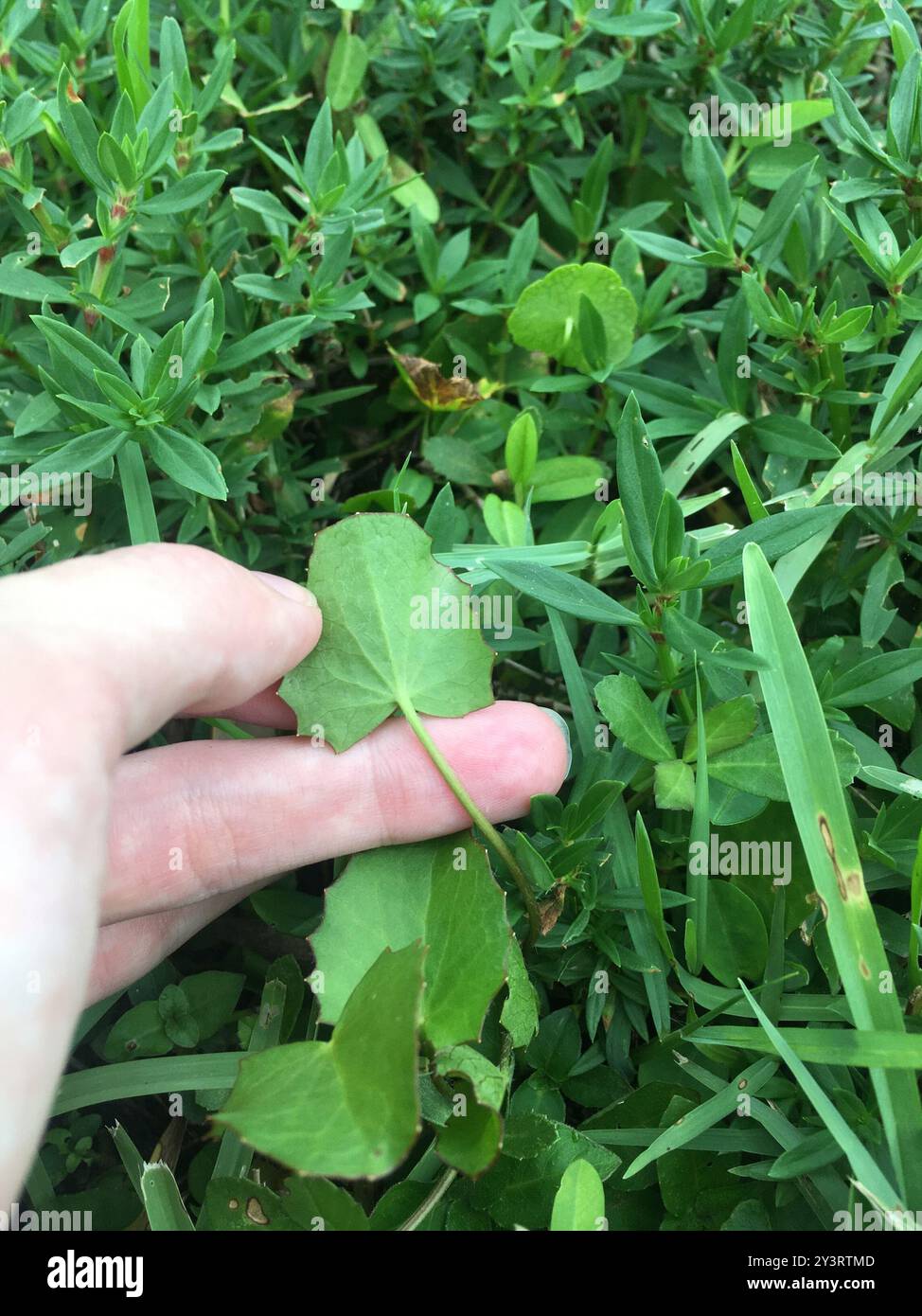 American Coinwort (Centella erecta) Plantae Stock Photo - Alamy