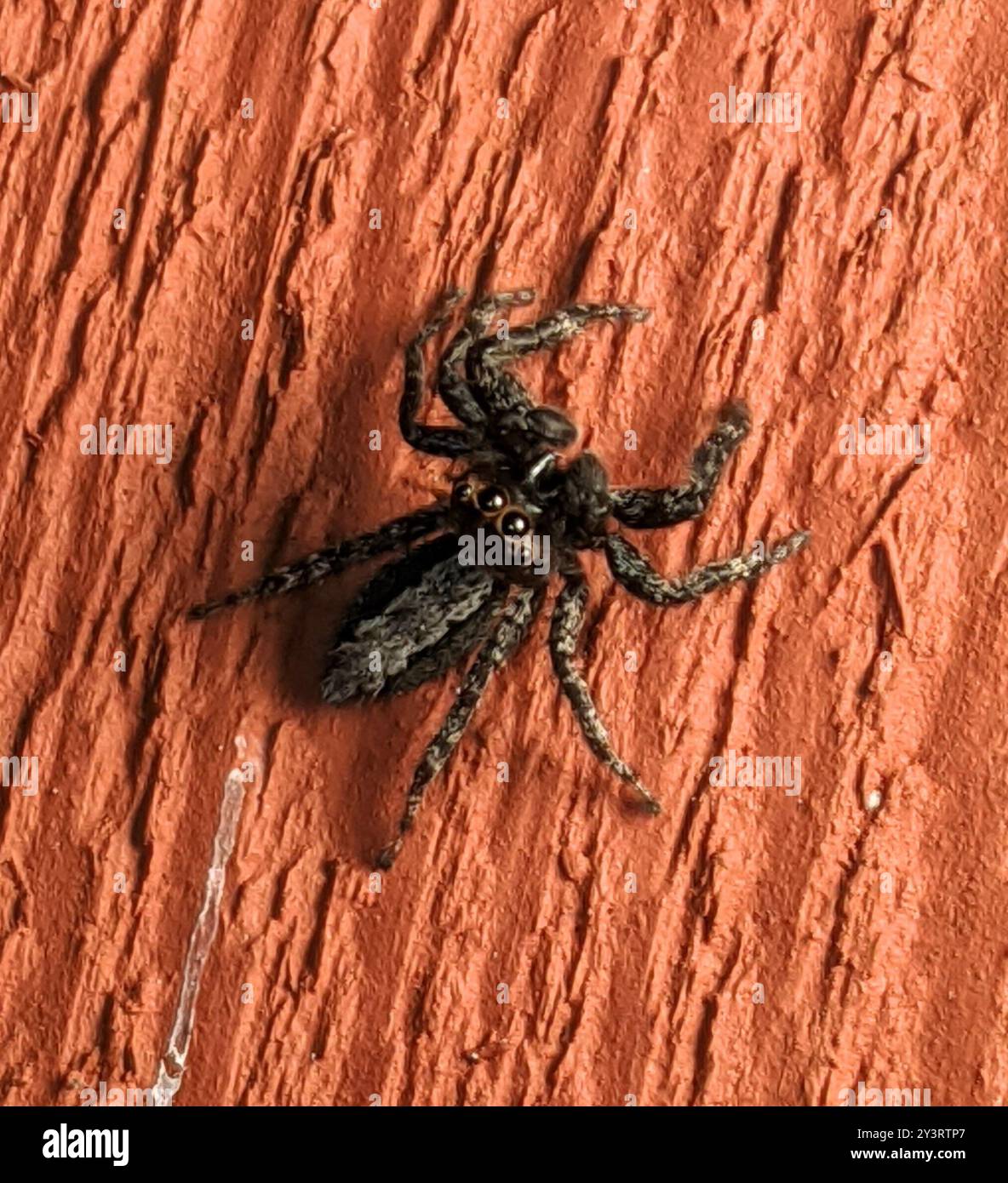 California Flattened Jumping Spider (Platycryptus californicus ...