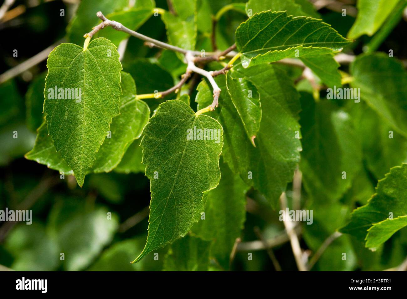 Texas mulberry (Morus microphylla) Plantae Stock Photo - Alamy