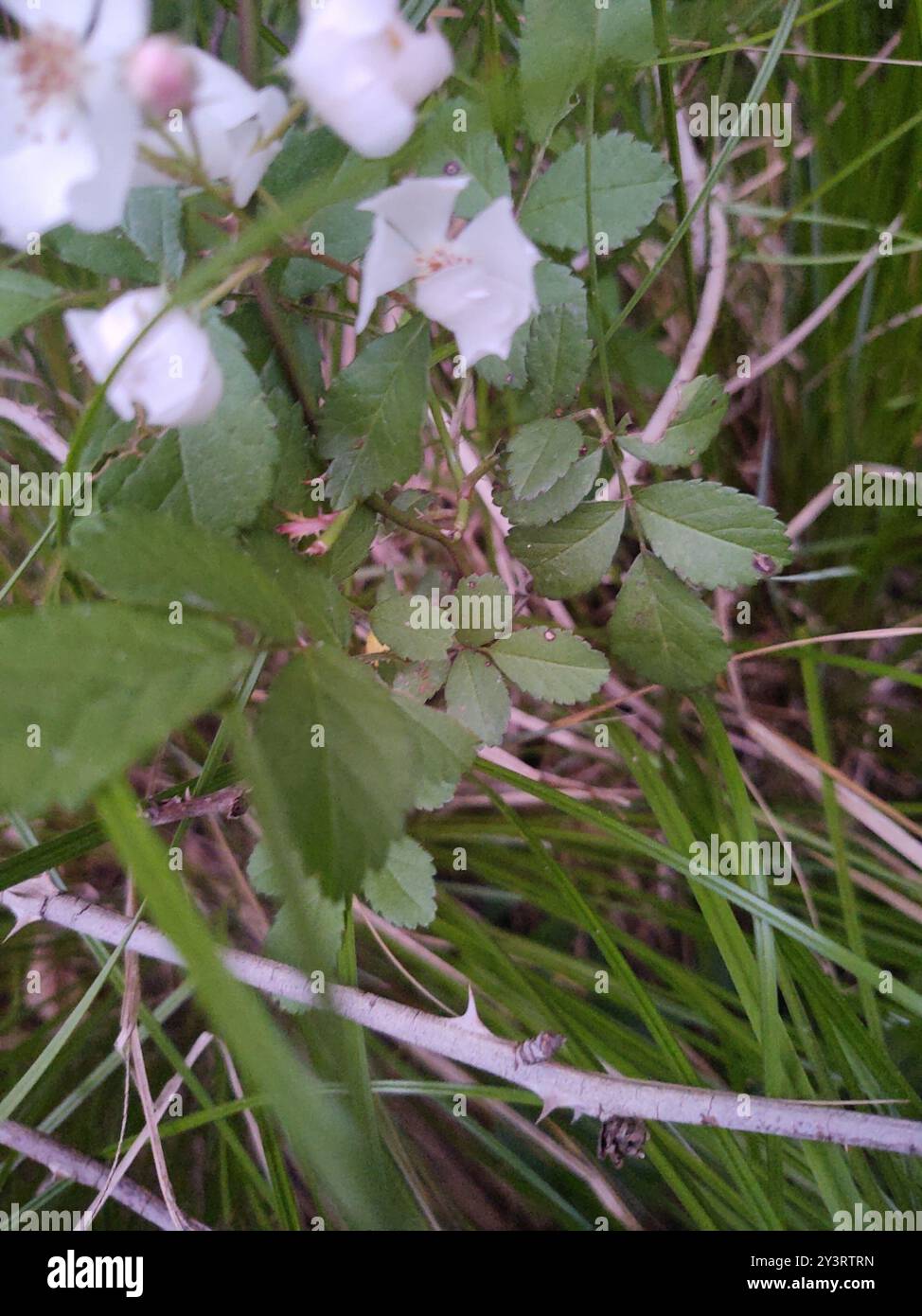 multiflora rose (Rosa multiflora) Plantae Stock Photo - Alamy