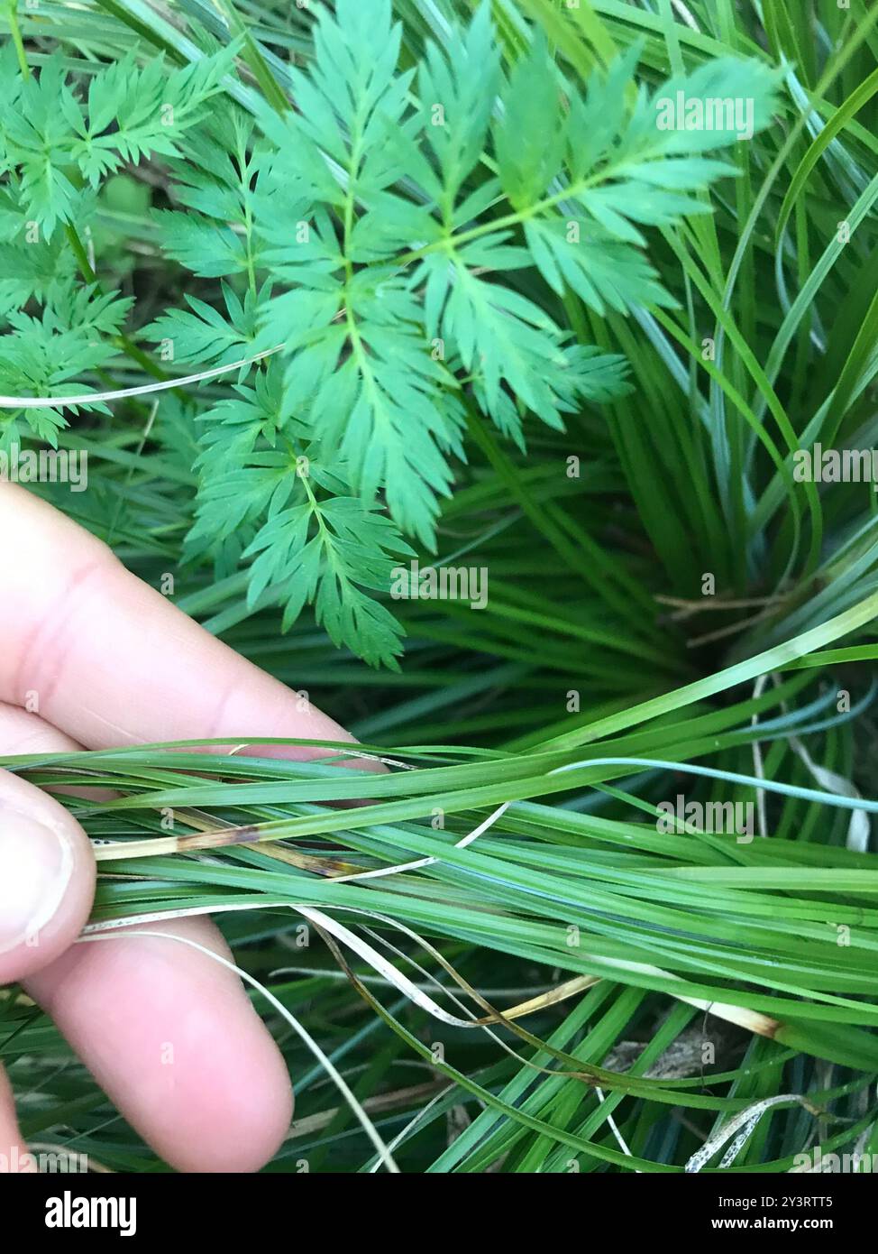 common beargrass (Xerophyllum tenax) Plantae Stock Photo - Alamy