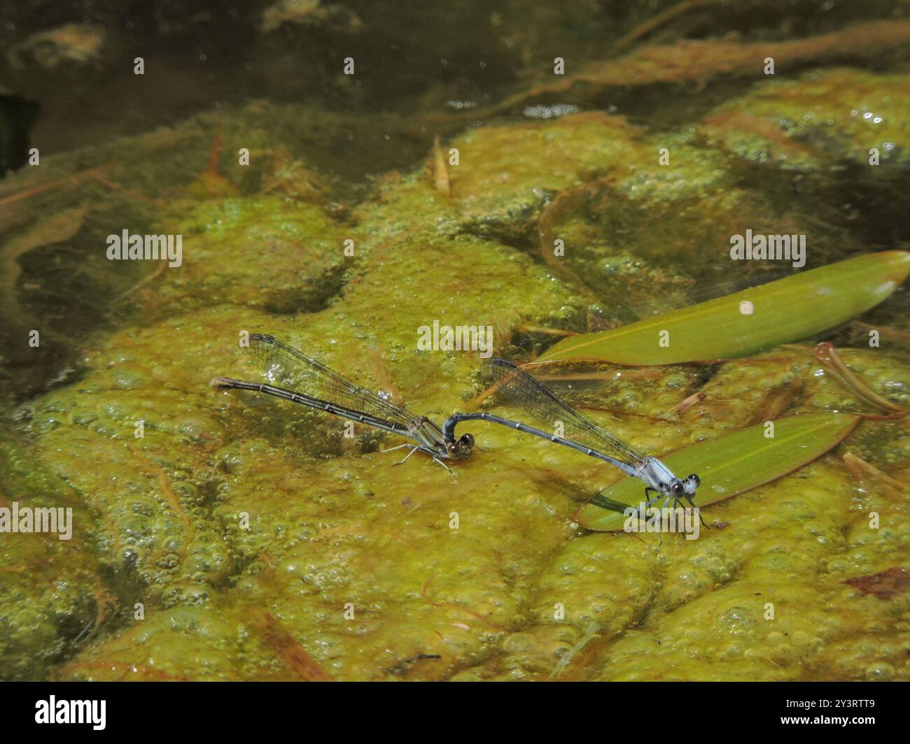 Powdered Dancer (Argia moesta) Insecta Stock Photo - Alamy