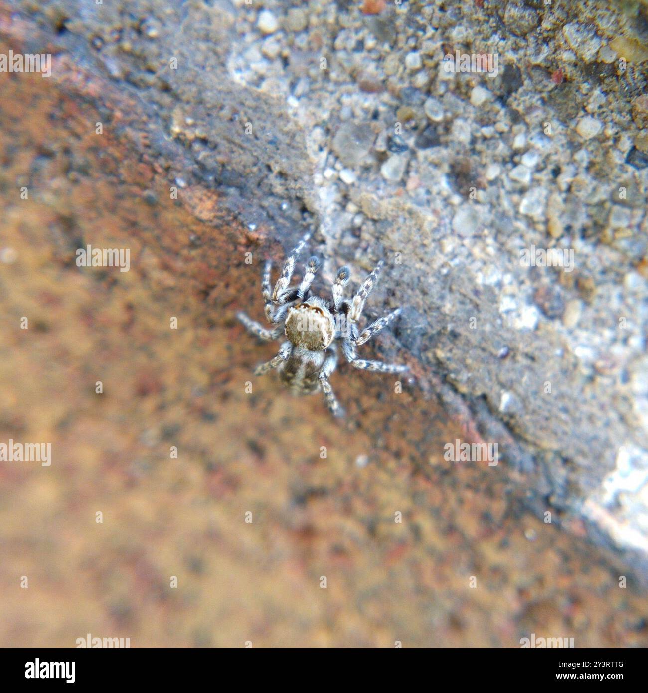 (Attulus ammophilus) Arachnida Stock Photo - Alamy