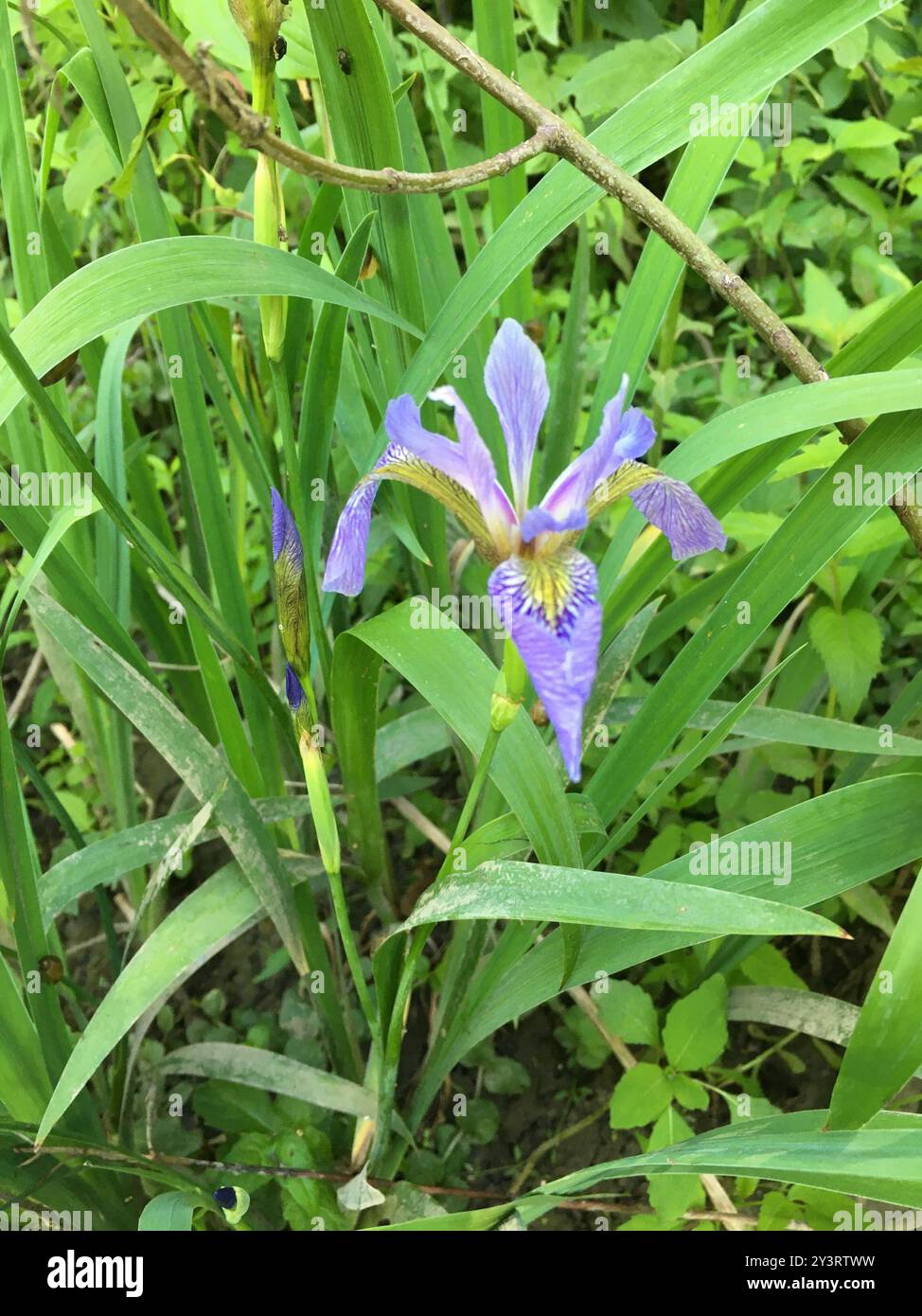 northern blue flag (Iris versicolor) Plantae Stock Photo - Alamy