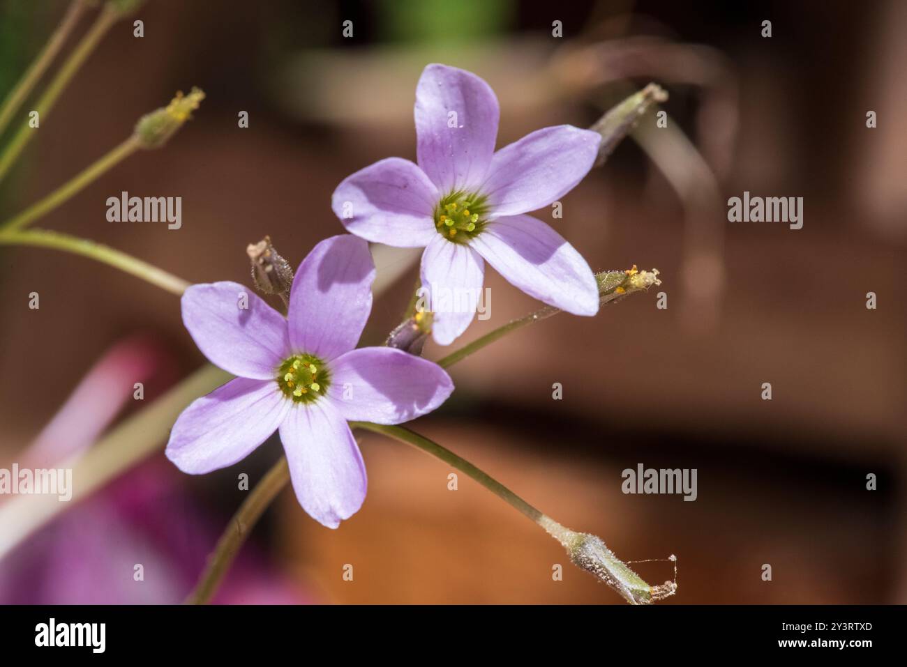 Beautiful pink oxalis triangularis flower hi-res stock photography and ...