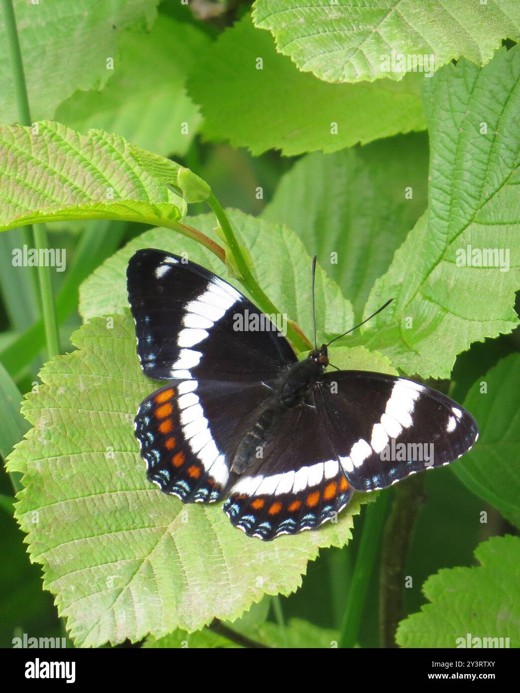 American White Admiral (Limenitis arthemis arthemis) Insecta Stock ...