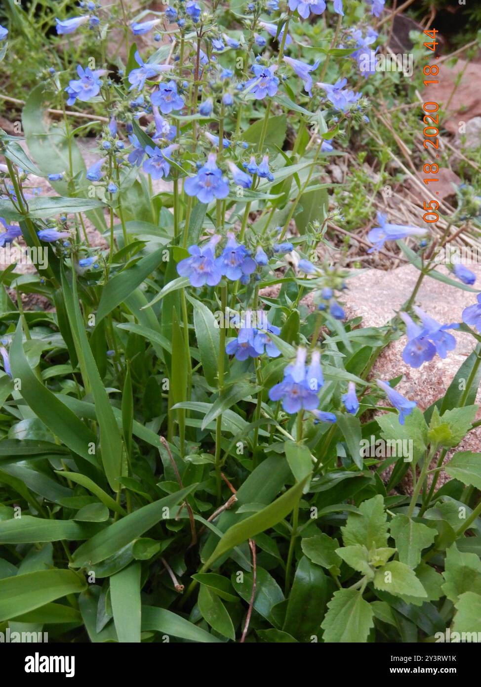 Front Range Beardtongue (Penstemon virens) Plantae Stock Photo - Alamy