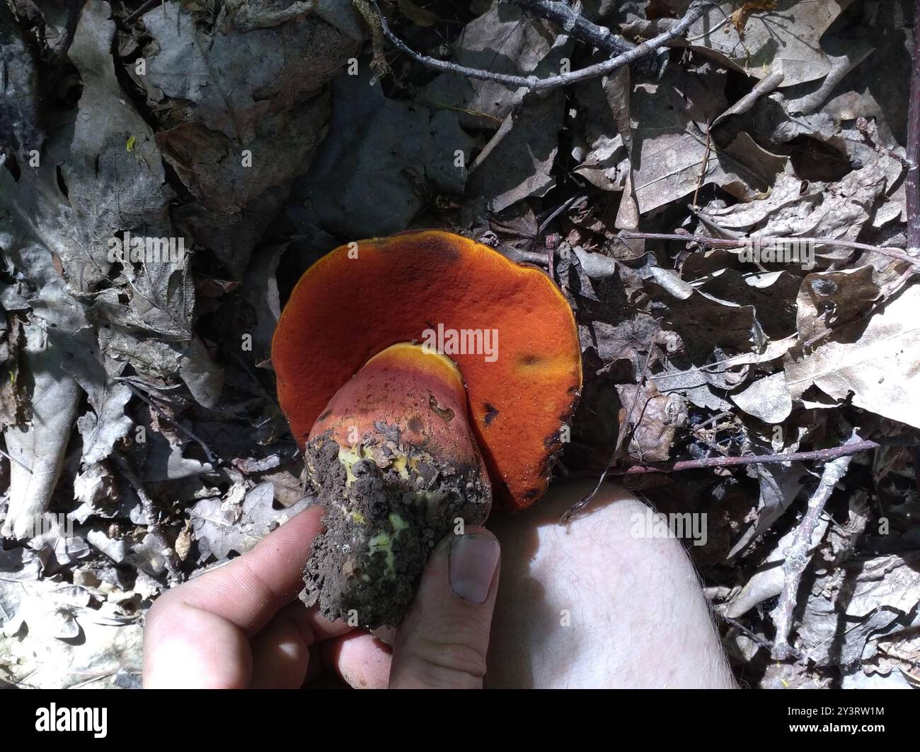 boletes (Boletaceae) Fungi Stock Photo - Alamy