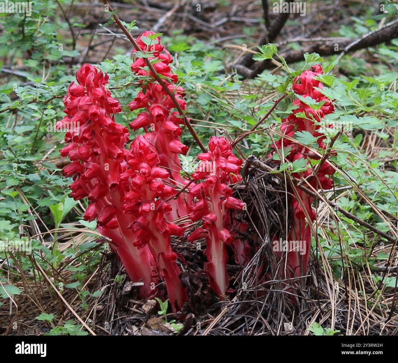 Snowplant (Sarcodes sanguinea) Plantae Stock Photo - Alamy