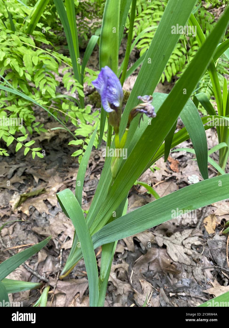 northern blue flag (Iris versicolor) Plantae Stock Photo - Alamy