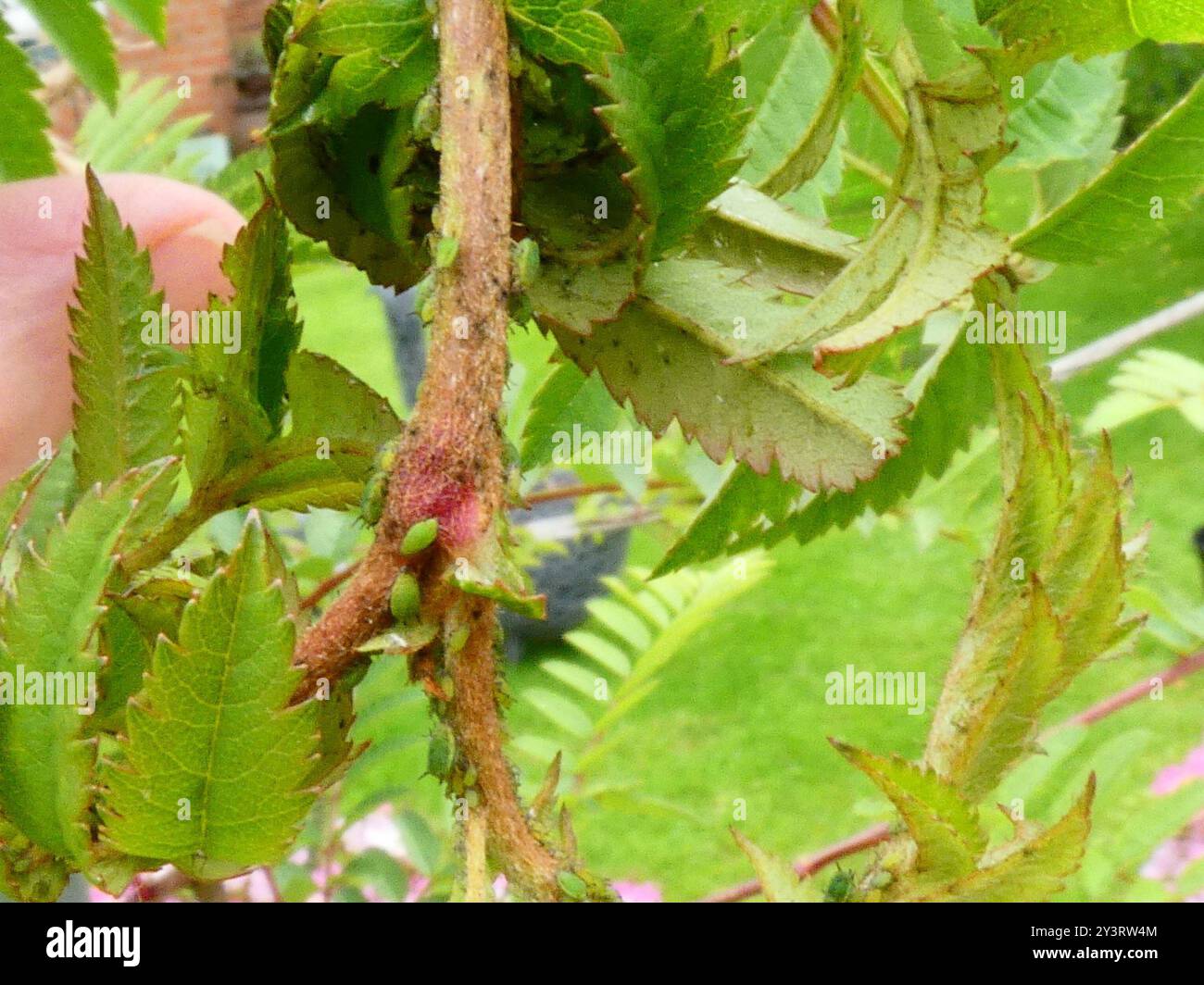 Aphis pomi hi-res stock photography and images - Alamy
