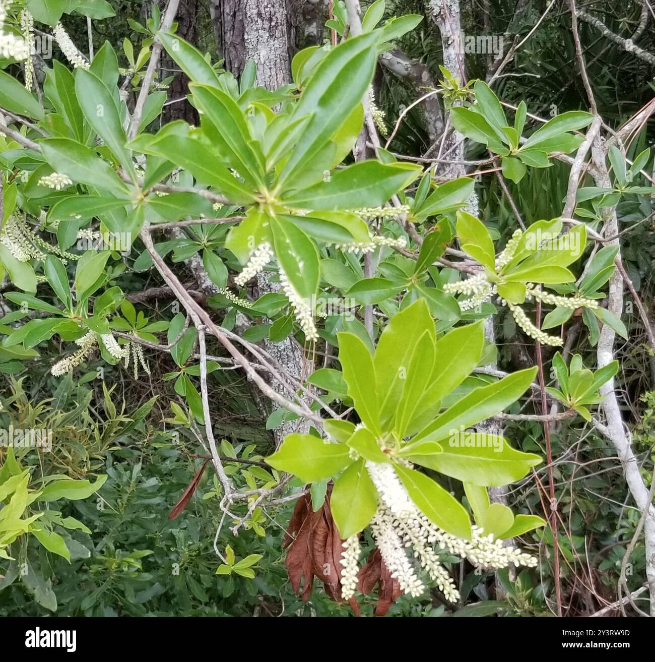 Swamp titi (Cyrilla racemiflora) Plantae Stock Photo - Alamy