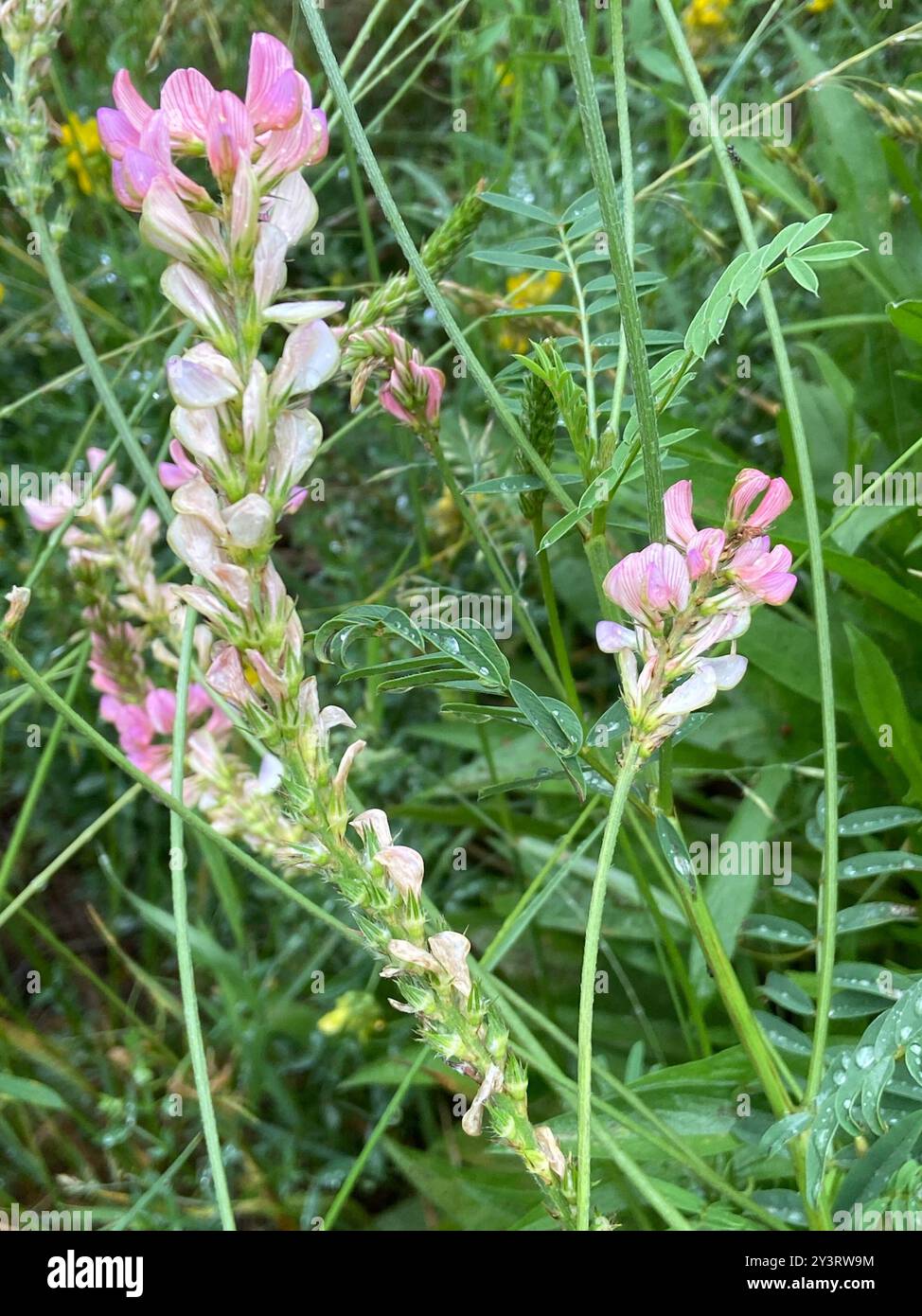 Sainfoin (Onobrychis viciifolia) Plantae Stock Photo - Alamy
