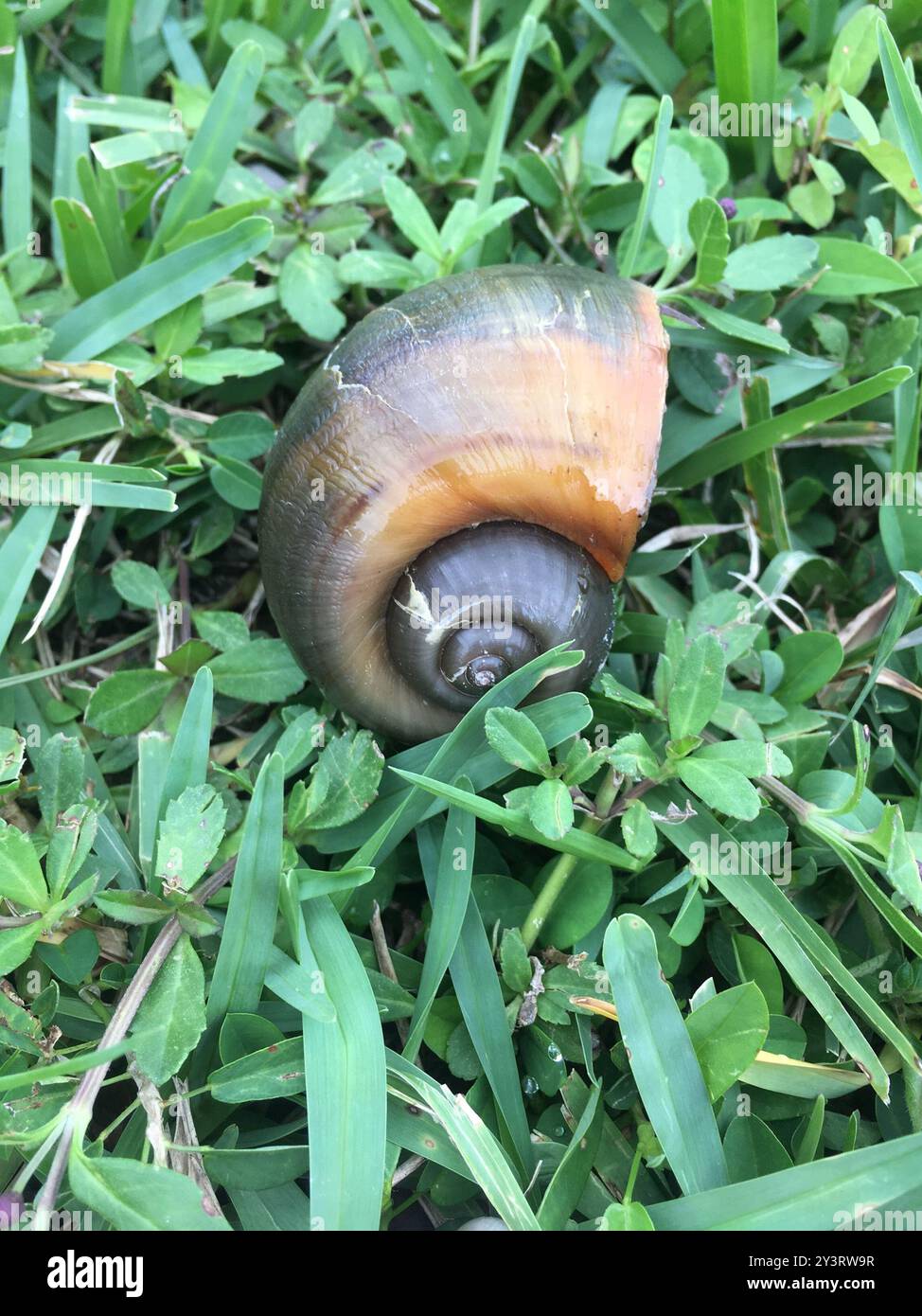 apple snails (Ampullarioidea) Mollusca Stock Photo - Alamy