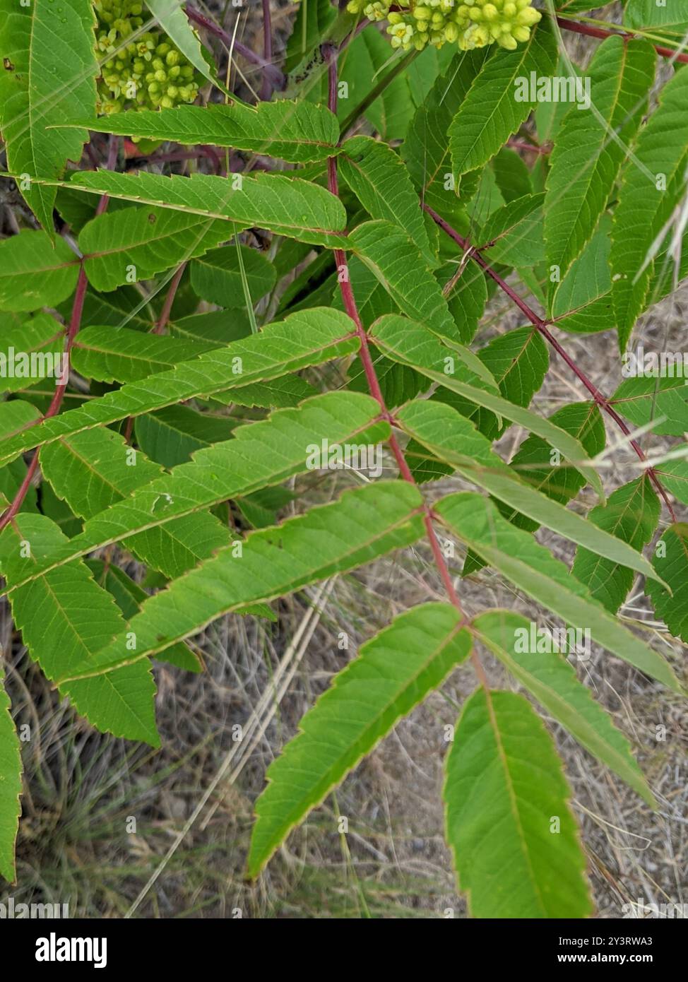 smooth sumac (Rhus glabra) Plantae Stock Photo - Alamy