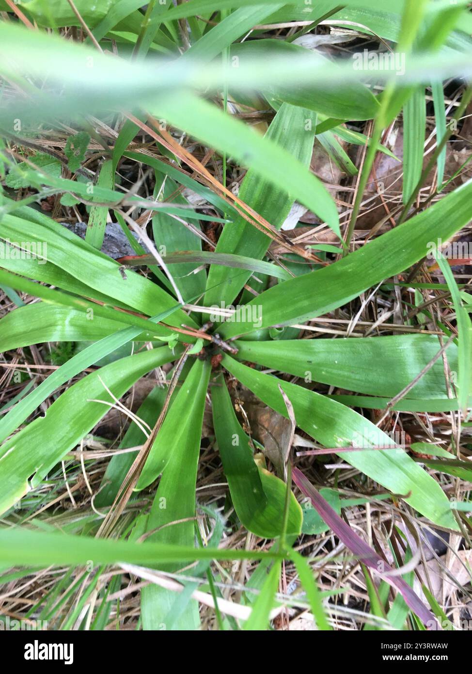 White-tubed Colicroot (Aletris farinosa) Plantae Stock Photo - Alamy