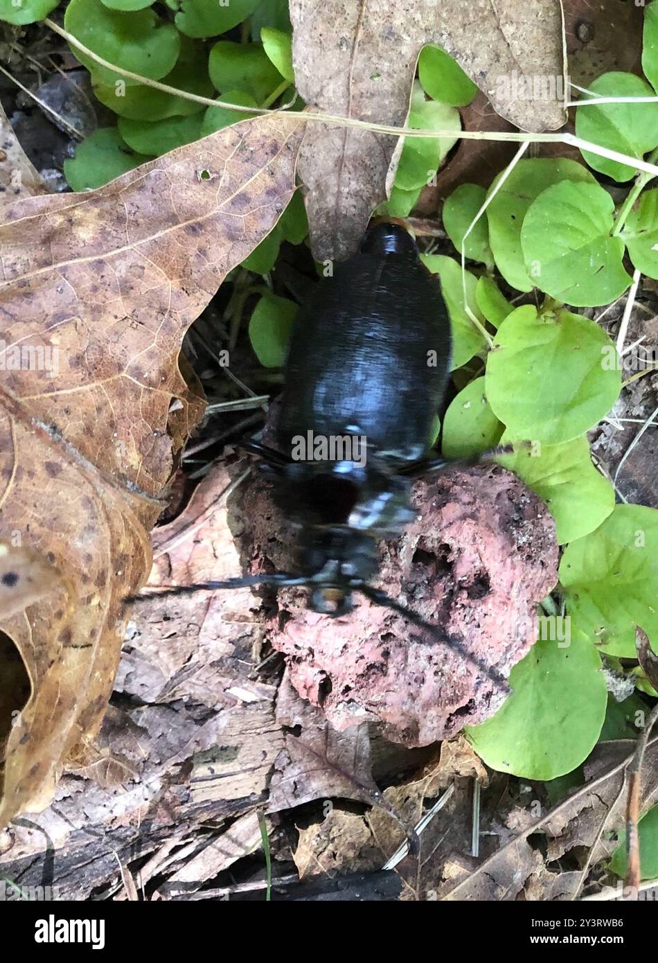 Broad-necked Root Borer (Prionus laticollis) Insecta Stock Photo - Alamy