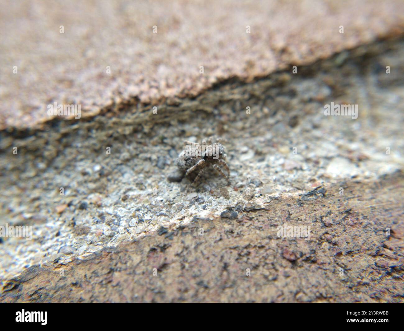 Asiatic Wall Jumping Spider (Attulus fasciger) Arachnida Stock Photo ...